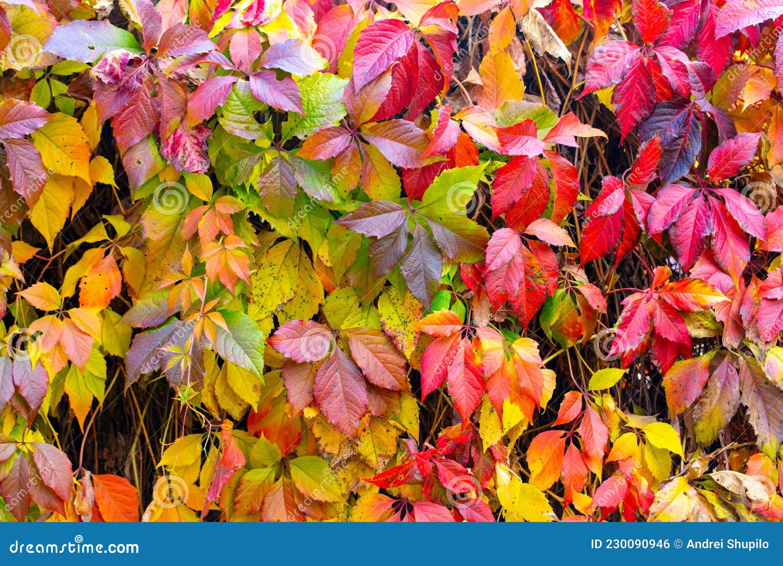 Red Leaves on the Hedge in Autumn. Stock Photo - Image of decorative ...