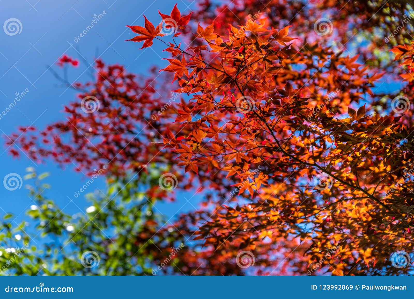 Red Leaves in Japan stock image. Image of bright, november - 123992069