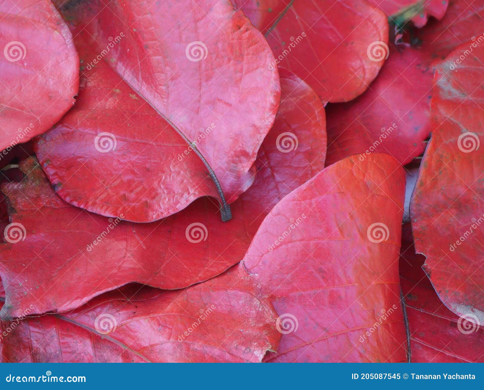 Red Leaves Lay on the Ground, Falling from the Tree Stock Image - Image ...