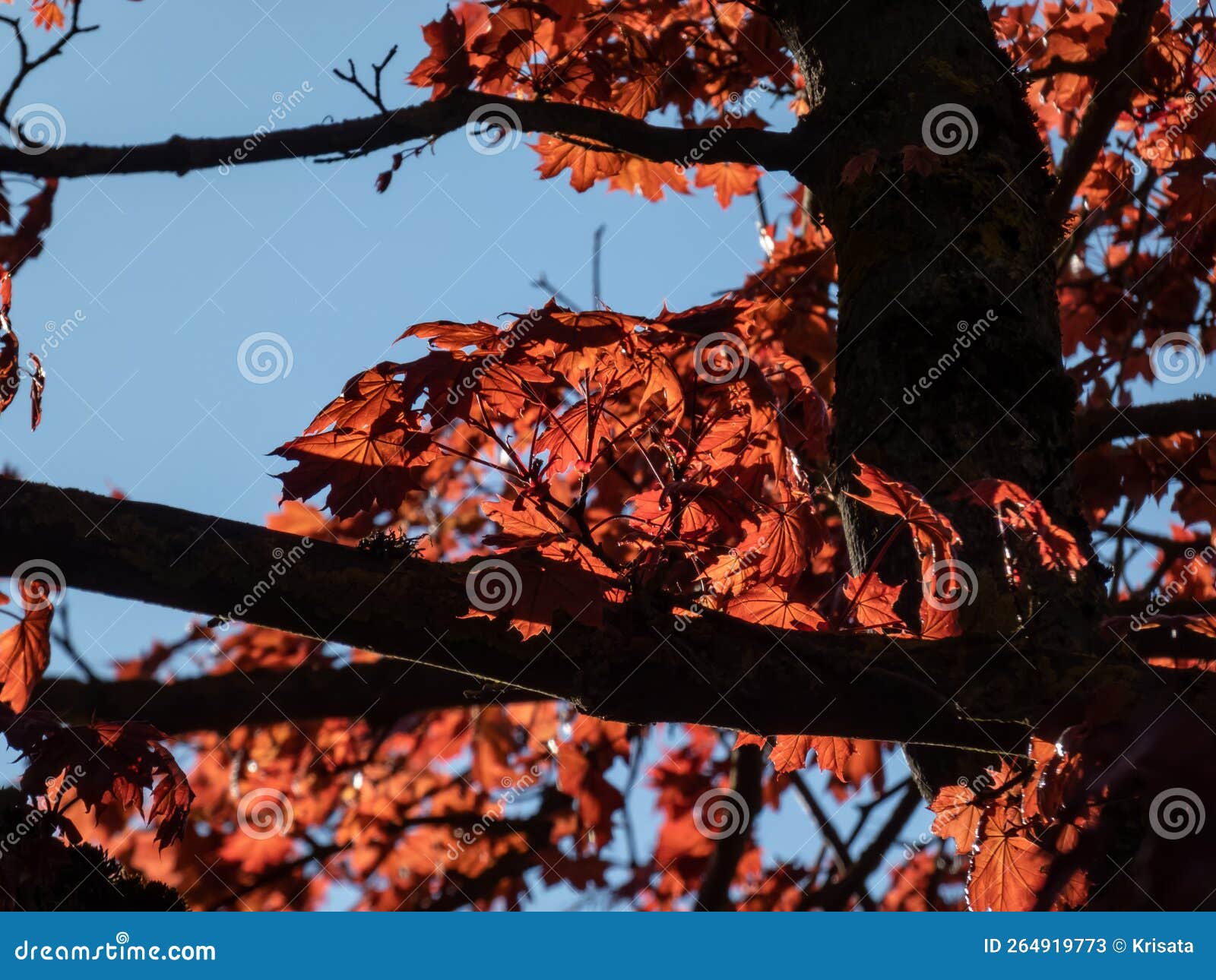 Red Leaves of the Red Maple (Acer Rubrum) Emerging Red Tinged in Early ...