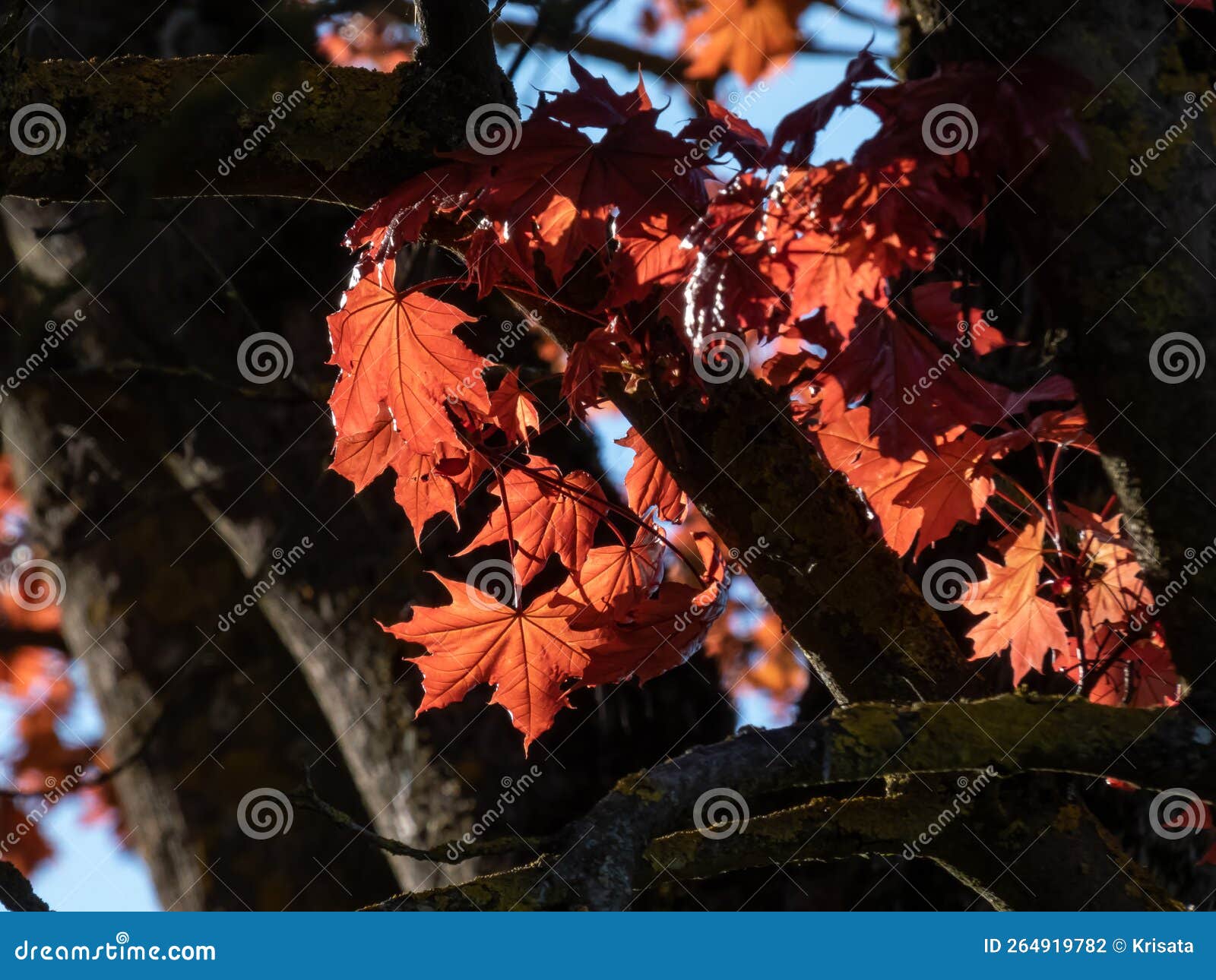 Red Leaves of the Red Maple (Acer Rubrum) Emerging Red Tinged in Early ...