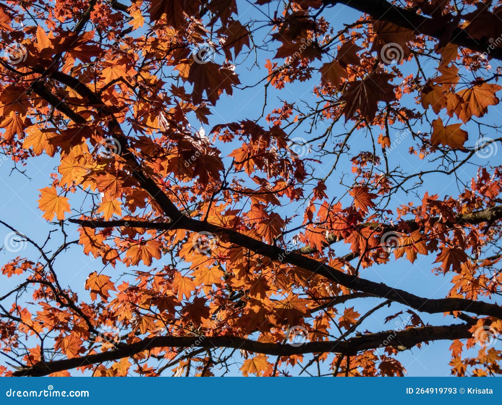 Red Leaves of the Red Maple (Acer Rubrum) Emerging Red Tinged in Early ...