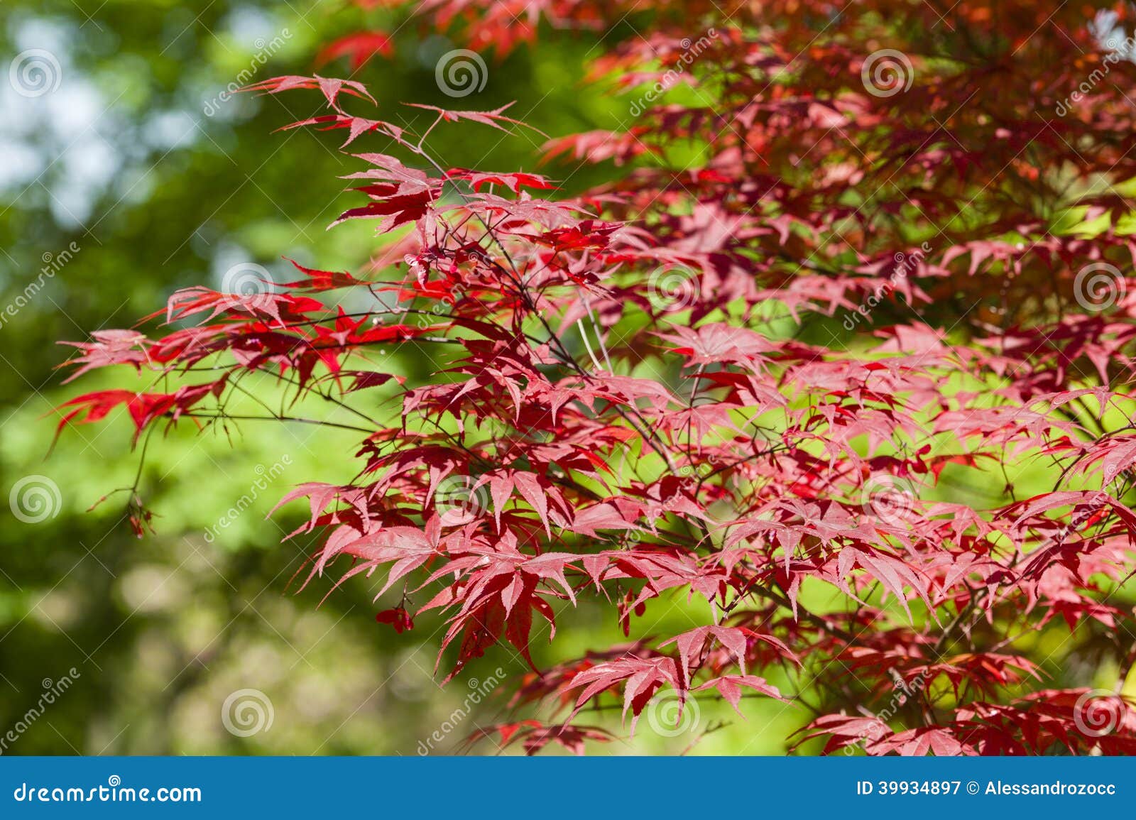 Red leaves of Maple tree stock image. Image of detail - 39934897