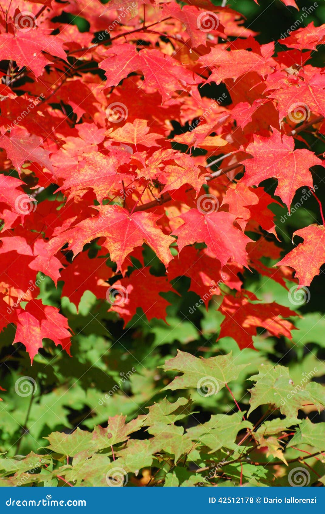 Red leaves on a Maple tree stock photo. Image of north - 42512178