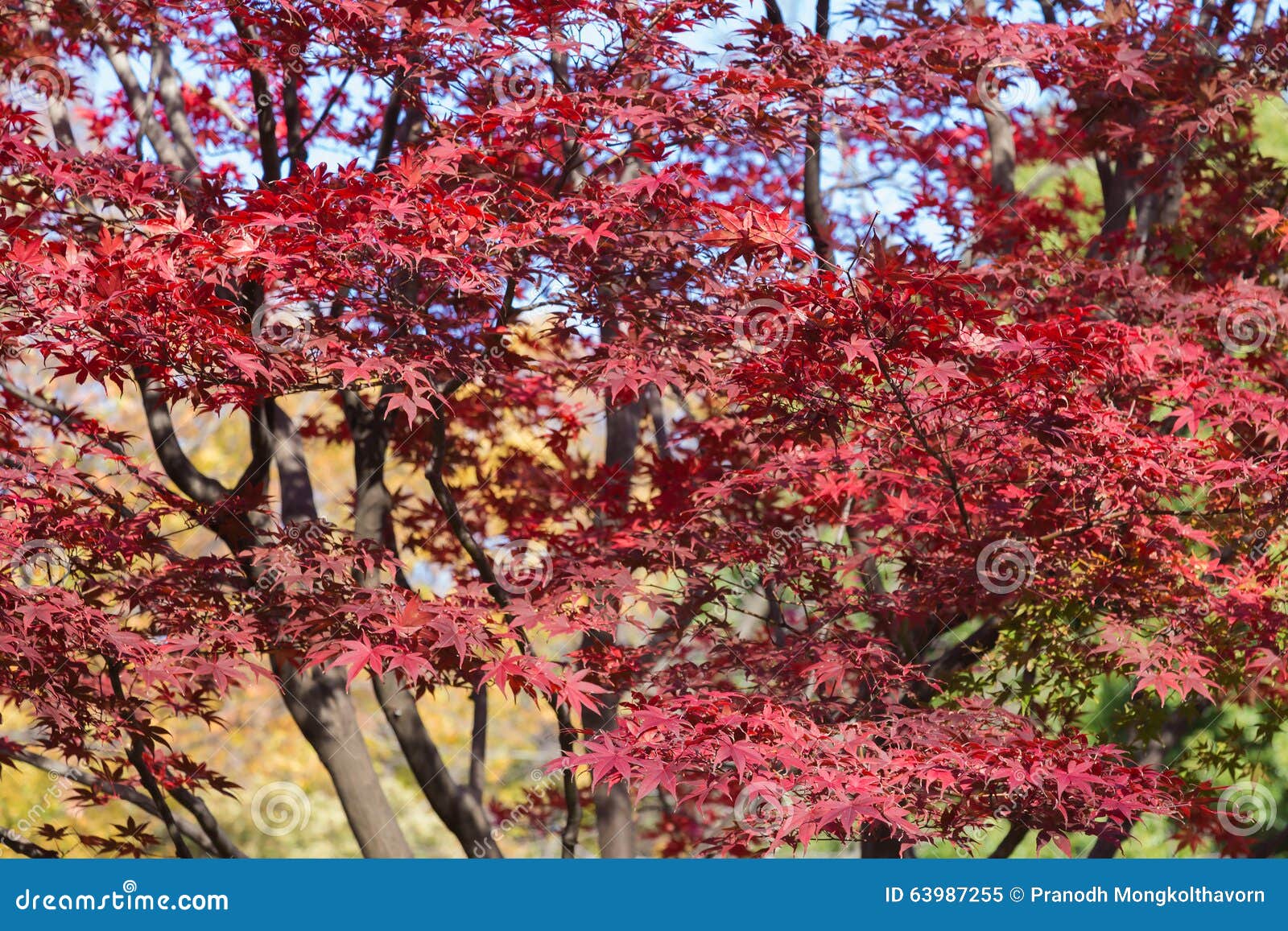 Red leaves of maple tree stock image. Image of environment - 63987255