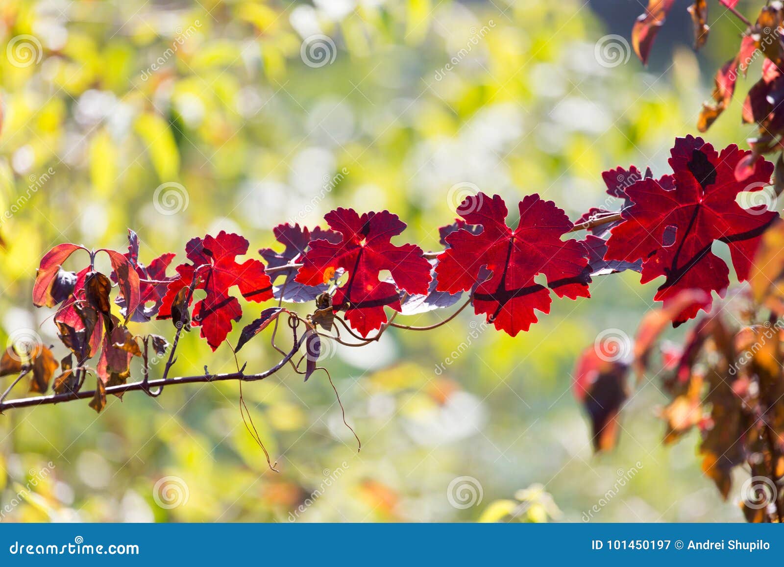 Red leaves in nature stock image. Image of bright, background - 101450197