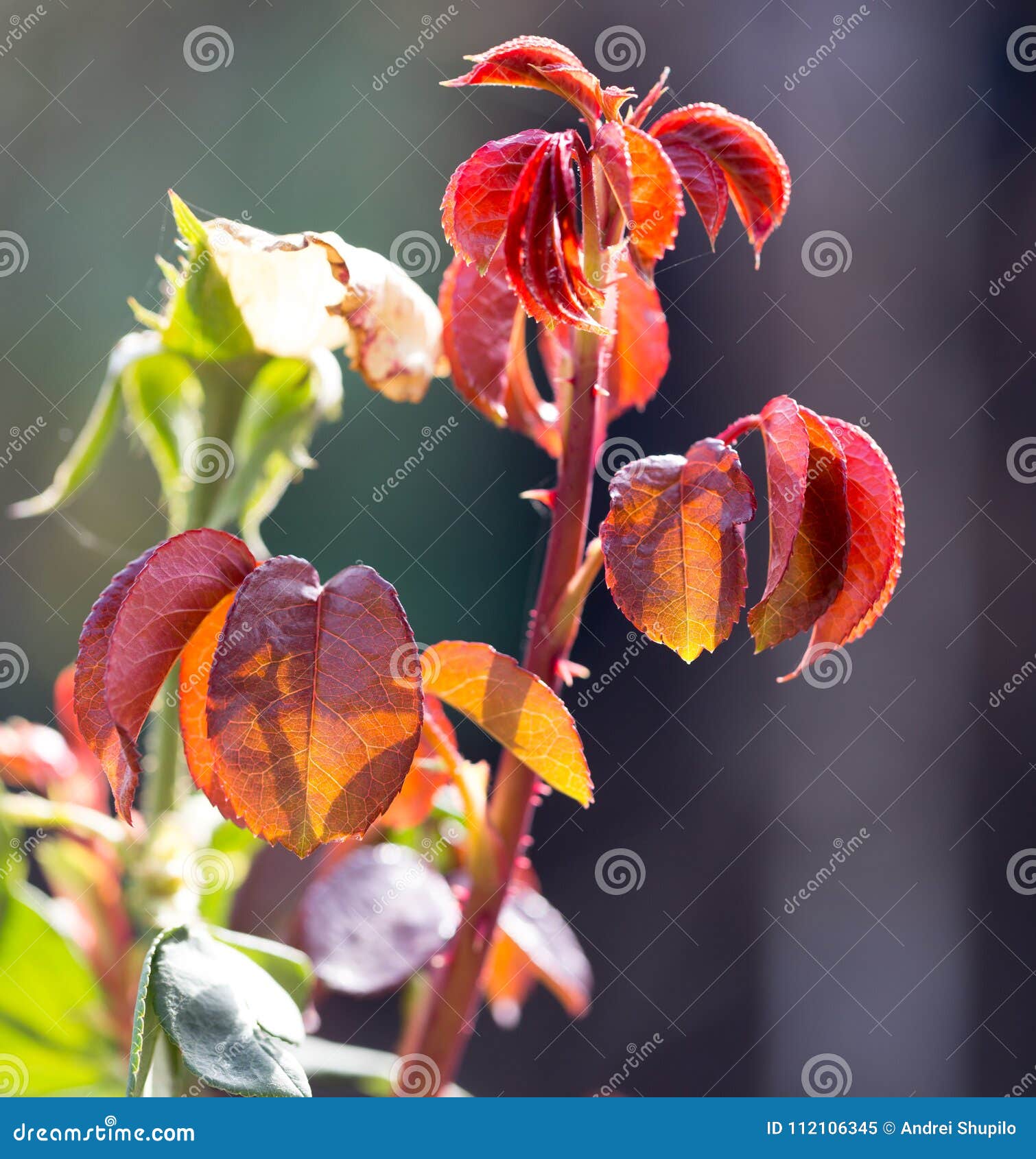 Red leaves in nature stock image. Image of plant, leaves - 112106345