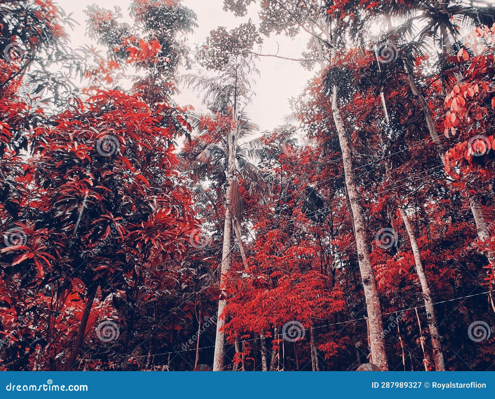 Red Leaves Opens the Forest. Stock Image - Image of trees, opens: 287989327