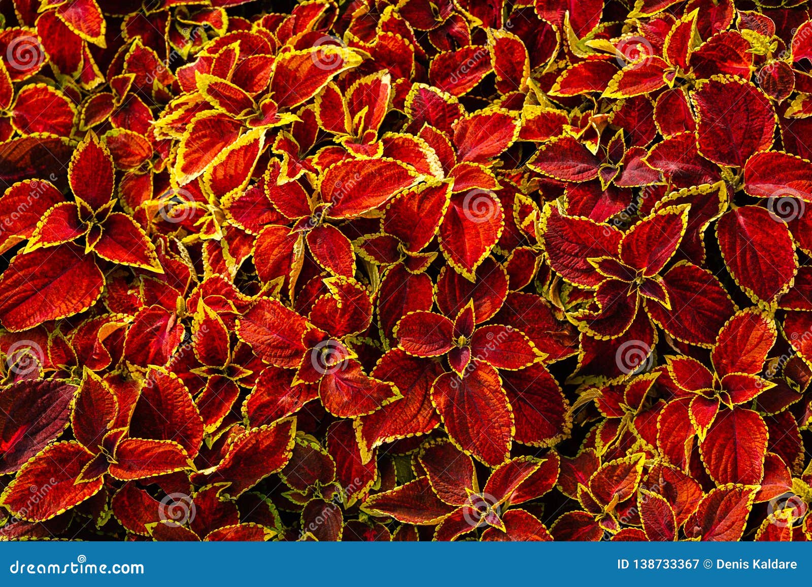 Red Leaves Pattern Background. Natural Background and Wallpaper Stock ...