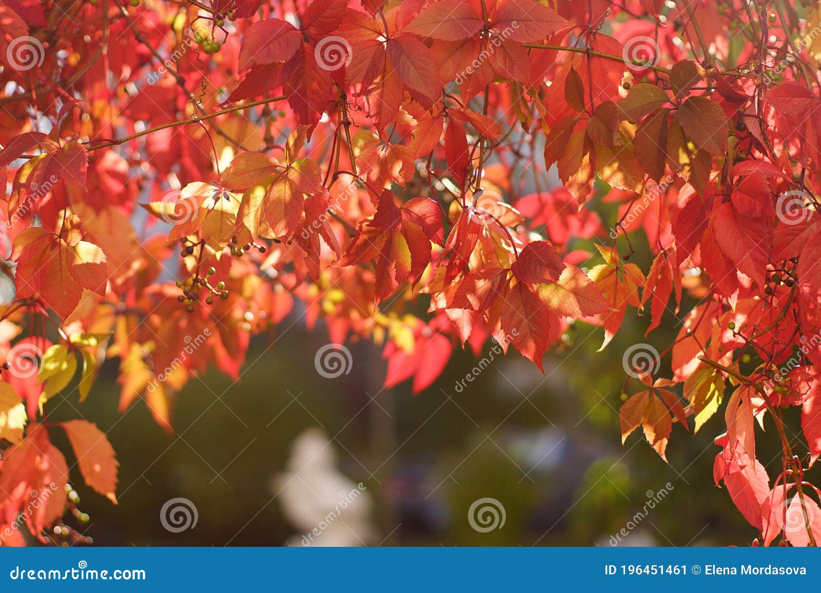 Red Leaves of a Plant Entangle an Arch in the Park Stock Image - Image ...