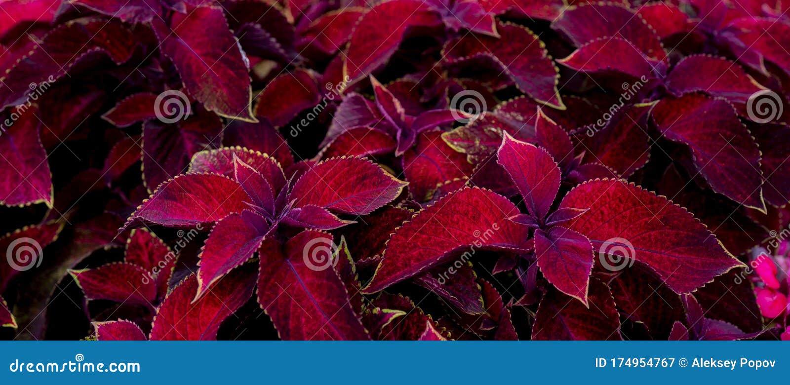 Red Leaves of Plants. Leaf Surface Texture Stock Image - Image of fall ...
