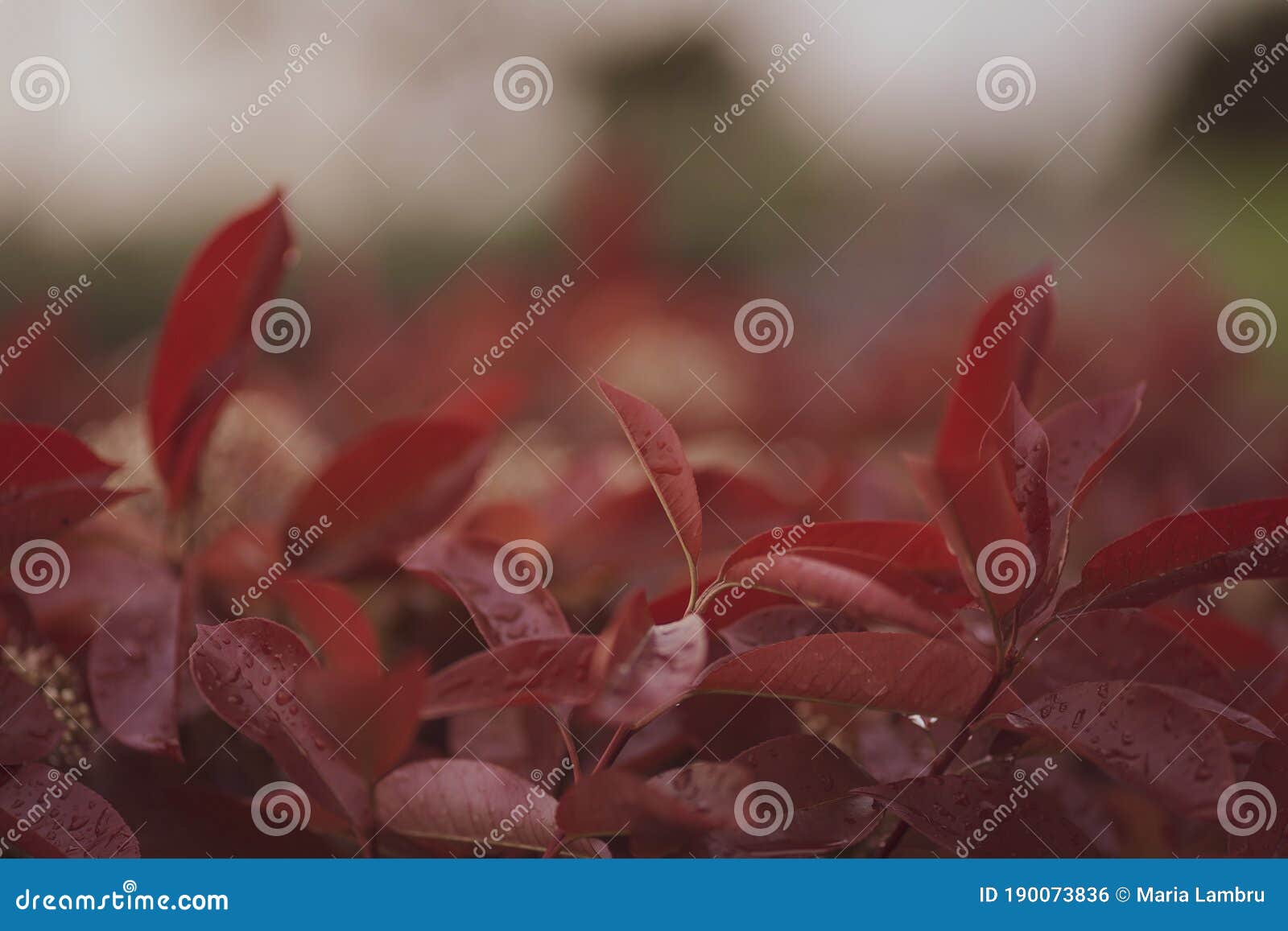 Red leaves after the rain stock photo. Image of cherry - 190073836