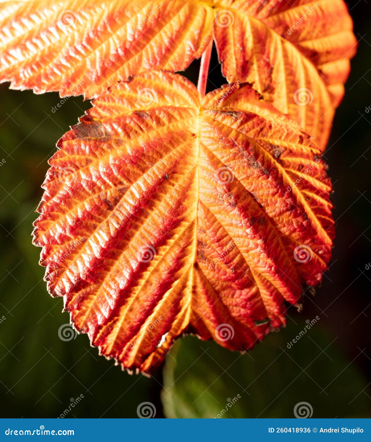 Red Leaves on a Raspberry Plant in Autumn on a Black Background. Stock ...