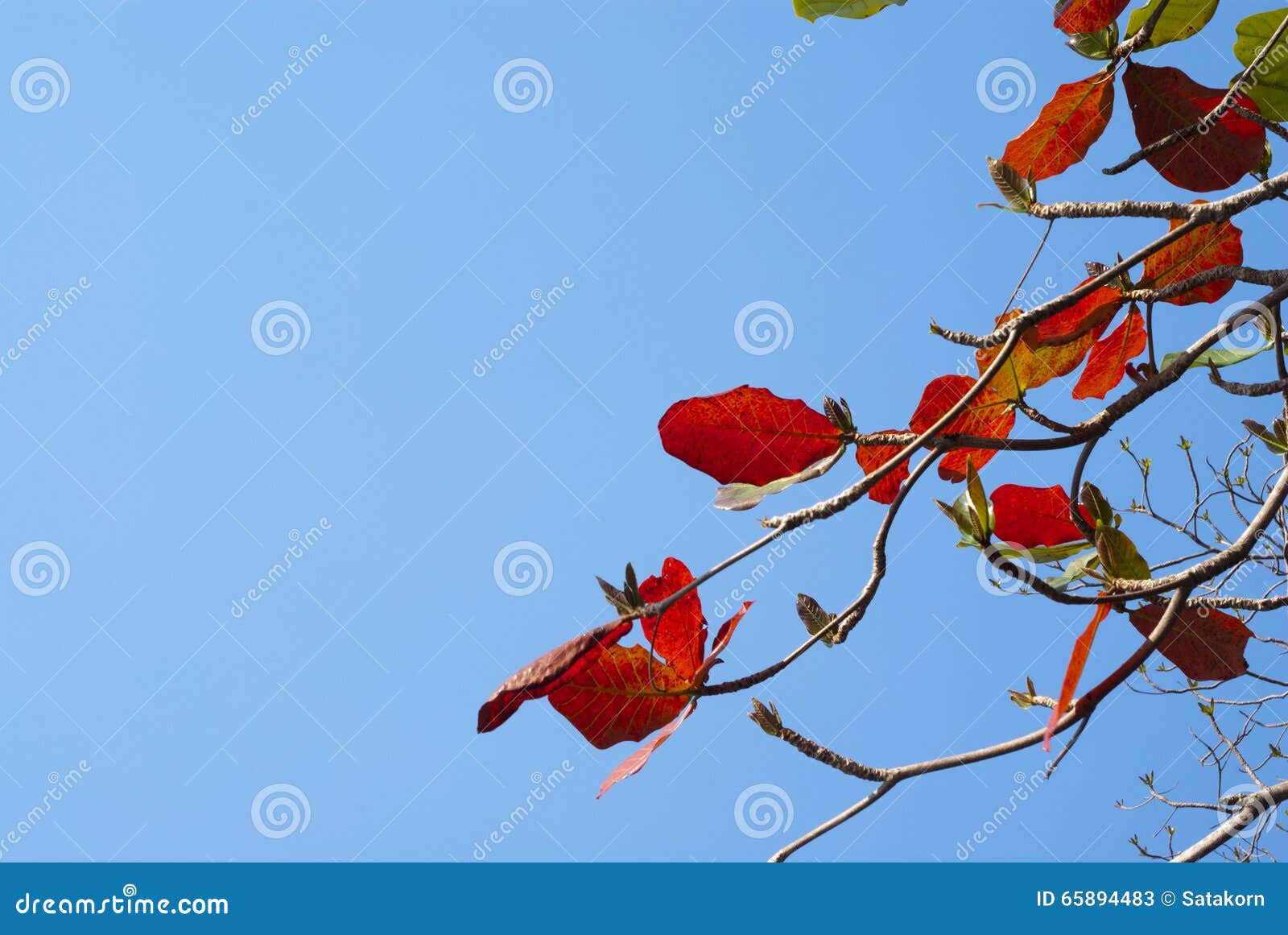 Red leaves stock image. Image of garden, environment - 65894483