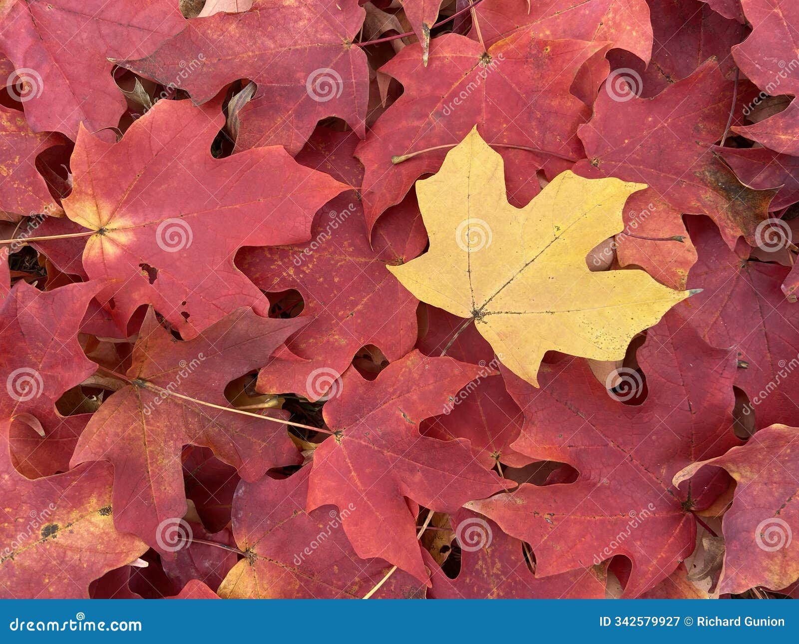 Red Leaves and Single Yellow Leaf Fall Foliage Stock Illustration ...