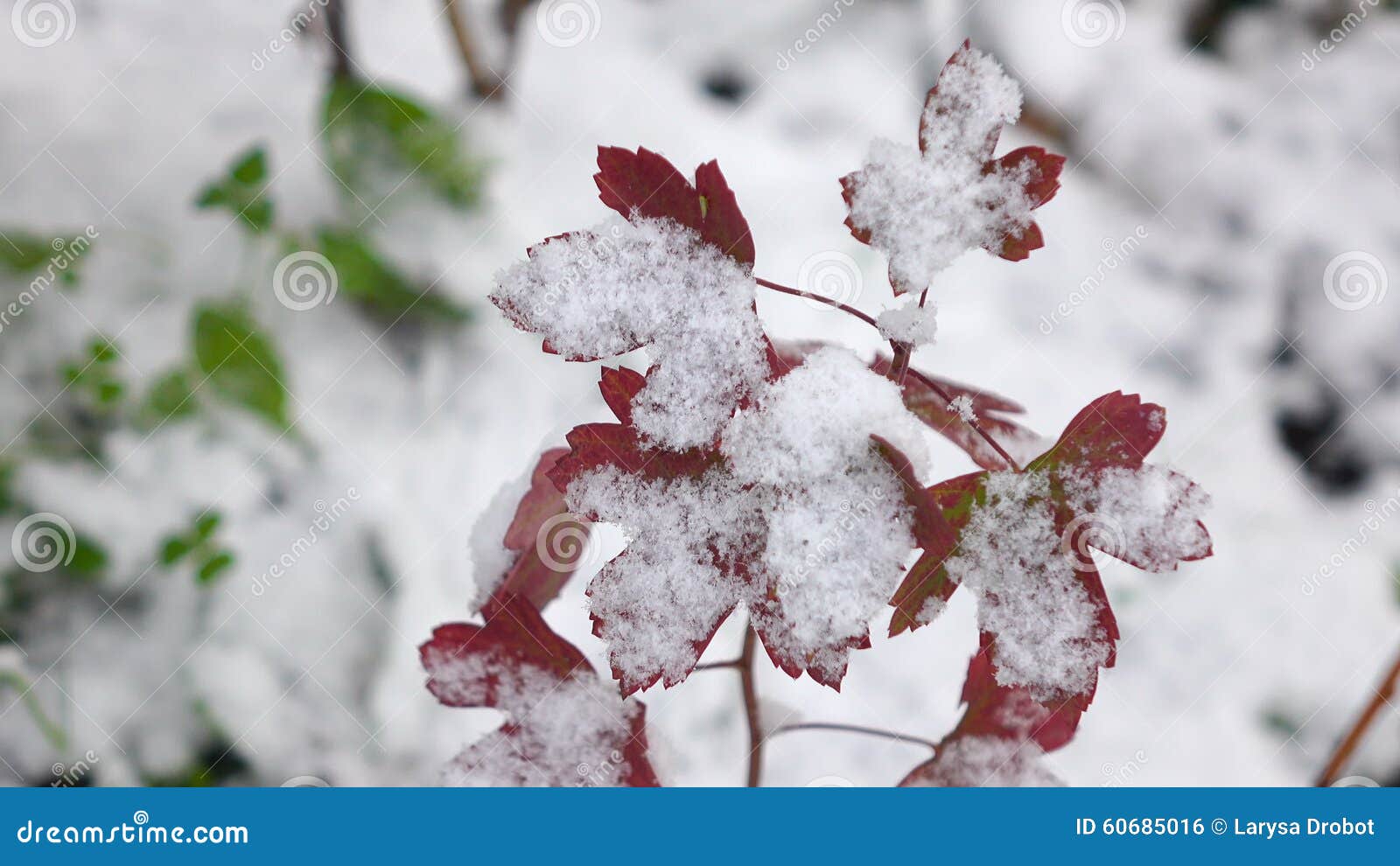 Red leaves with Snow 2 stock footage. Video of brisk - 60685016