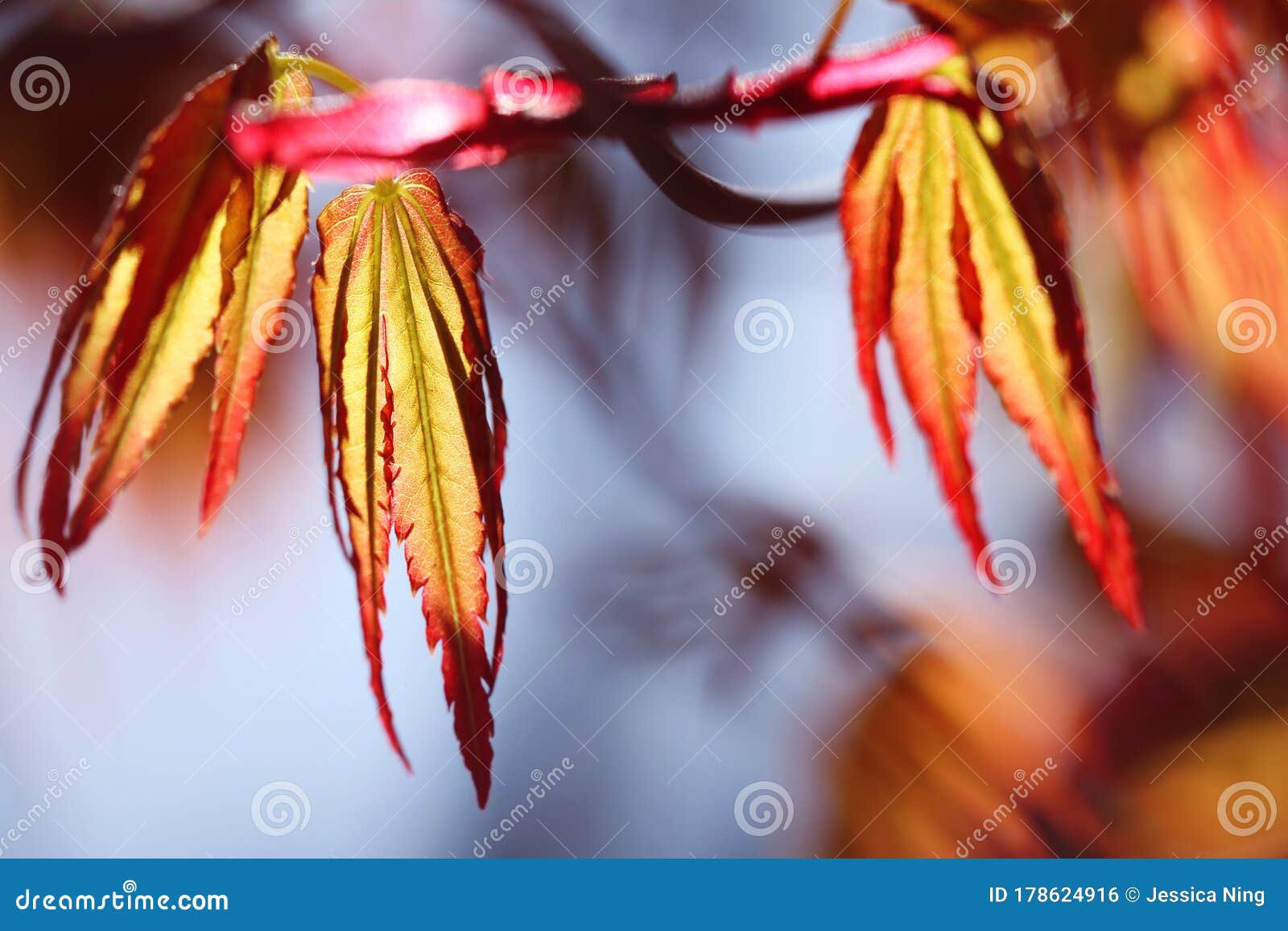 Red Leaves in Spring on Blue Background Stock Photo - Image of spring ...