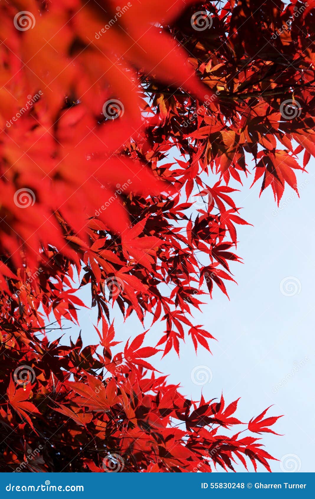 Red Leaves of Spring stock photo. Image of spring, natural - 55830248