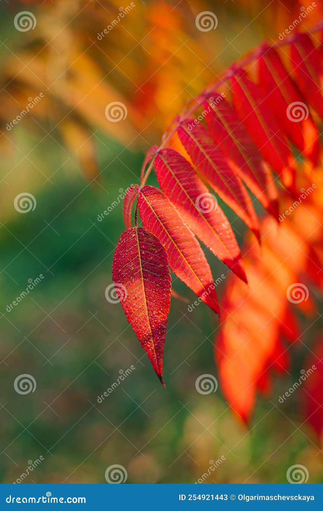Red Leaves of Sumac or Vinegar Tree Close - Up in Autumn Stock Image ...