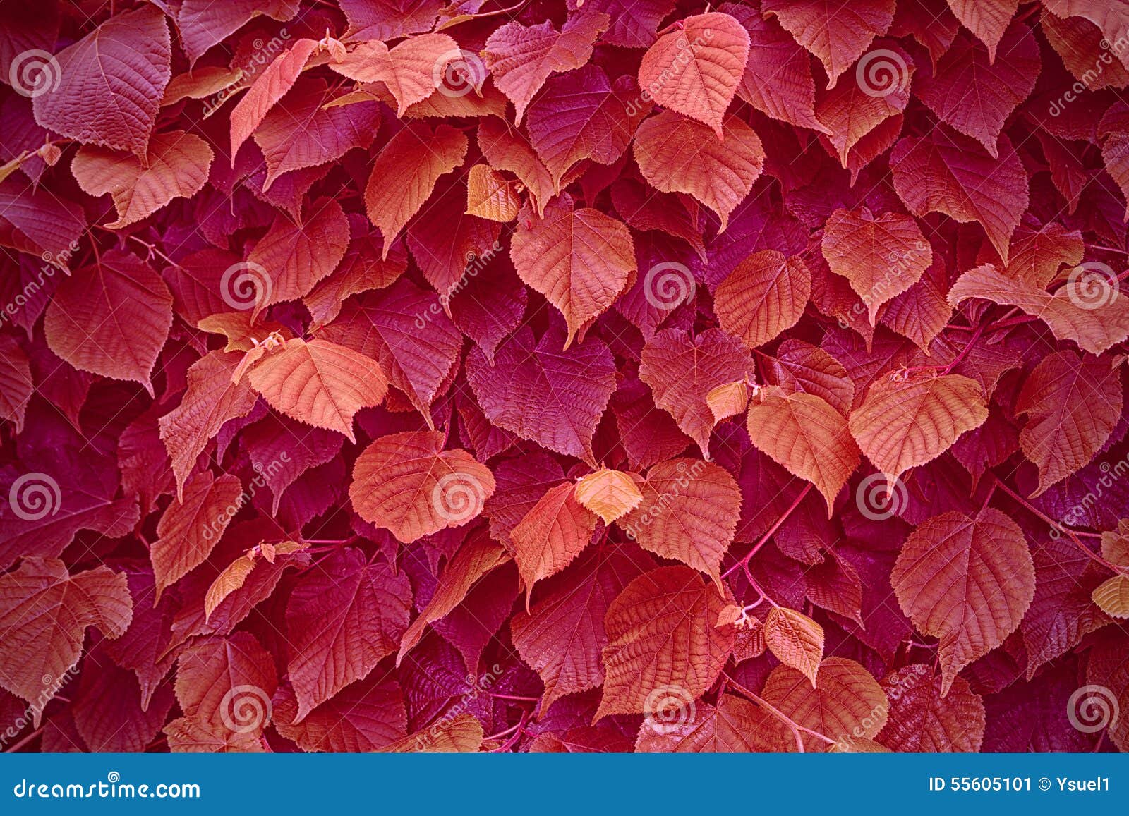 Red leaves texture stock image. Image of closeup, organic - 55605101
