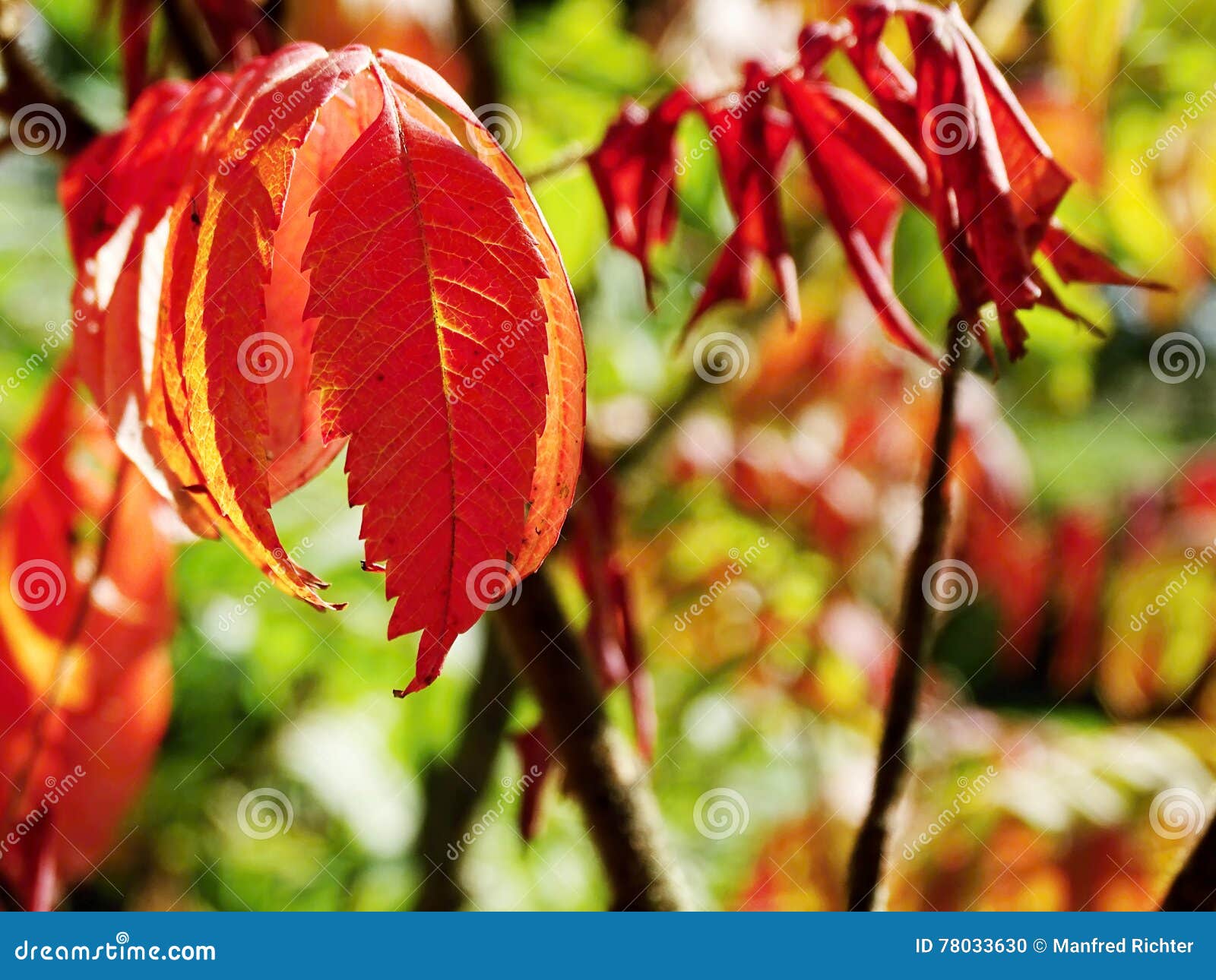 Red leaves stock photo. Image of land, natural, september - 78033630