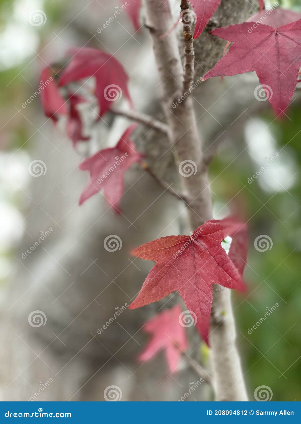 Red Leaves on a Tree in the Fall Stock Photo - Image of branch, leaves ...