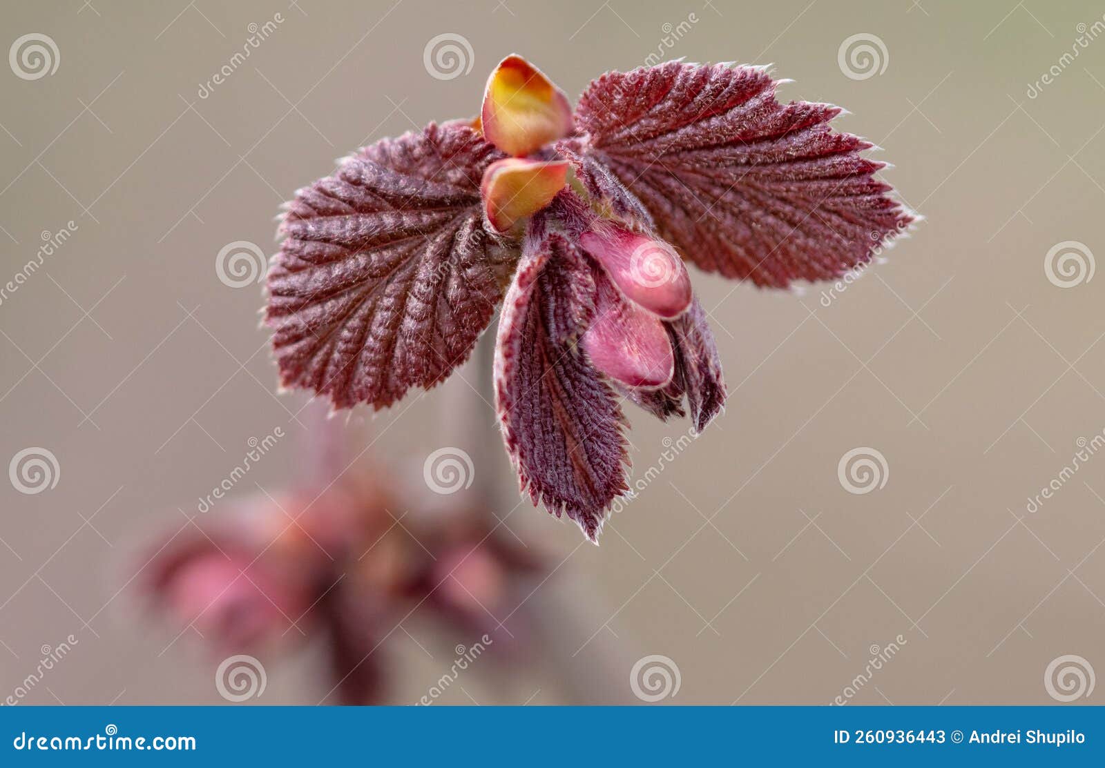 Red Leaves on a Tree Branch in Spring. Stock Image - Image of garden ...