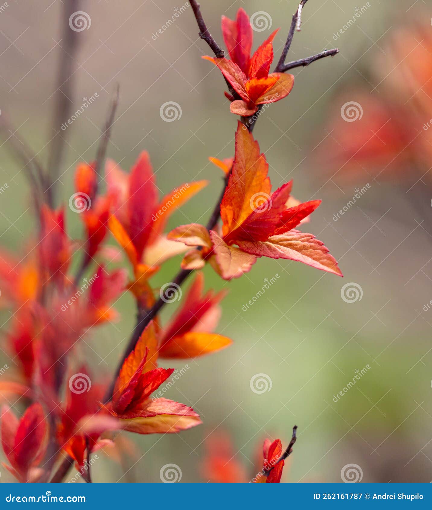 Red Leaves on a Tree Branch in Spring. Stock Image - Image of season ...