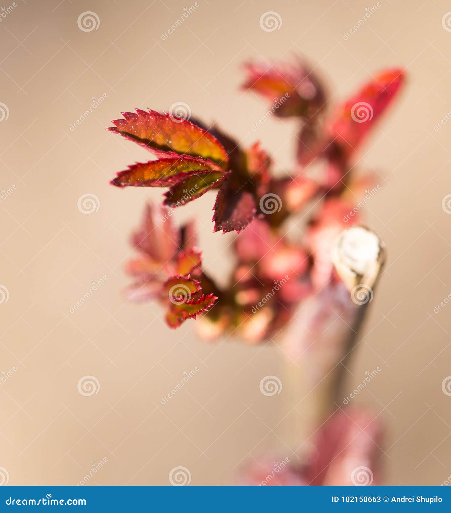 Red Leaves on a Tree Branch in the Spring Stock Image - Image of ...
