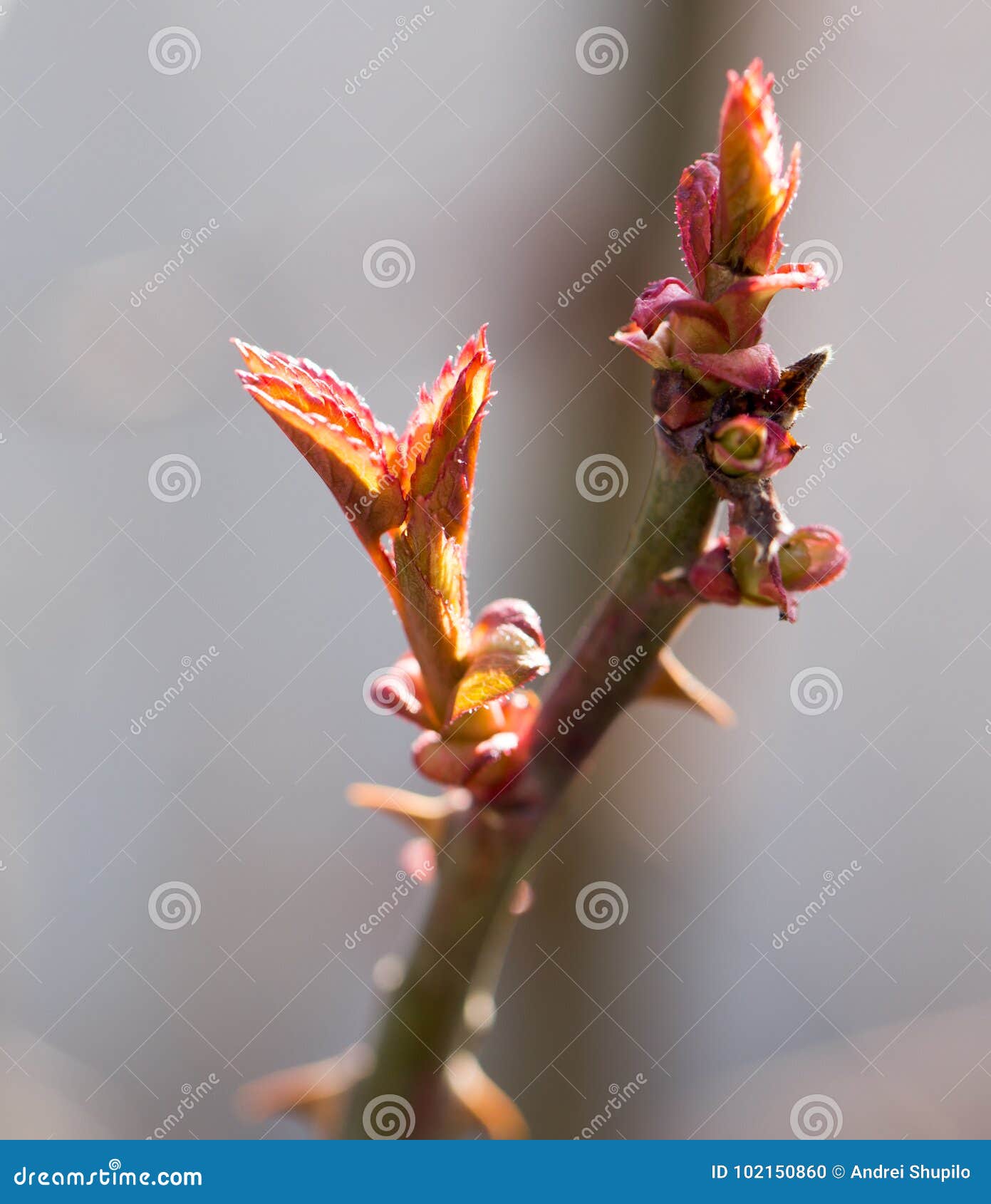 Red Leaves on a Tree Branch in the Spring Stock Photo - Image of ...