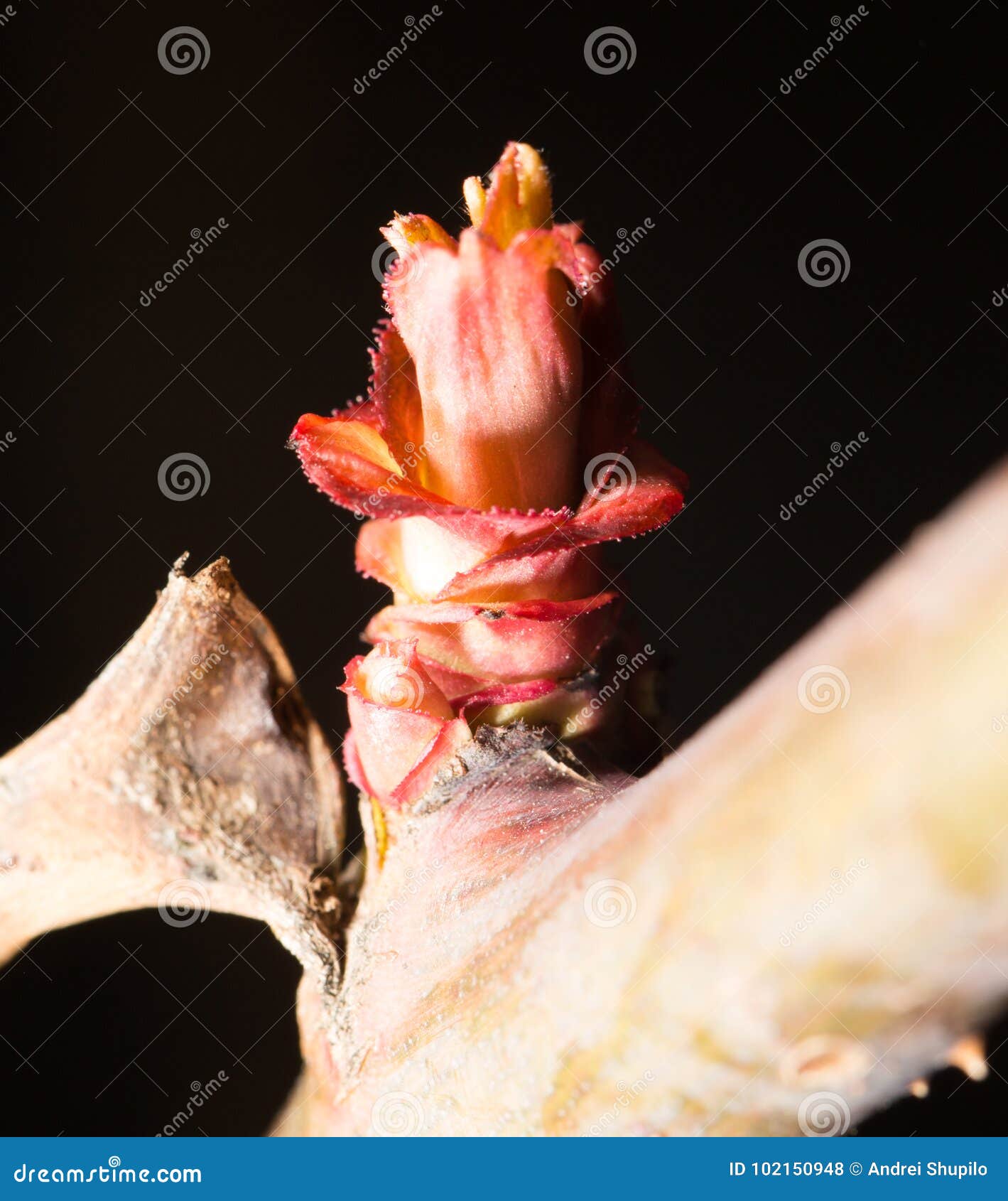 Red Leaves on a Tree Branch in the Spring Stock Photo - Image of grow ...