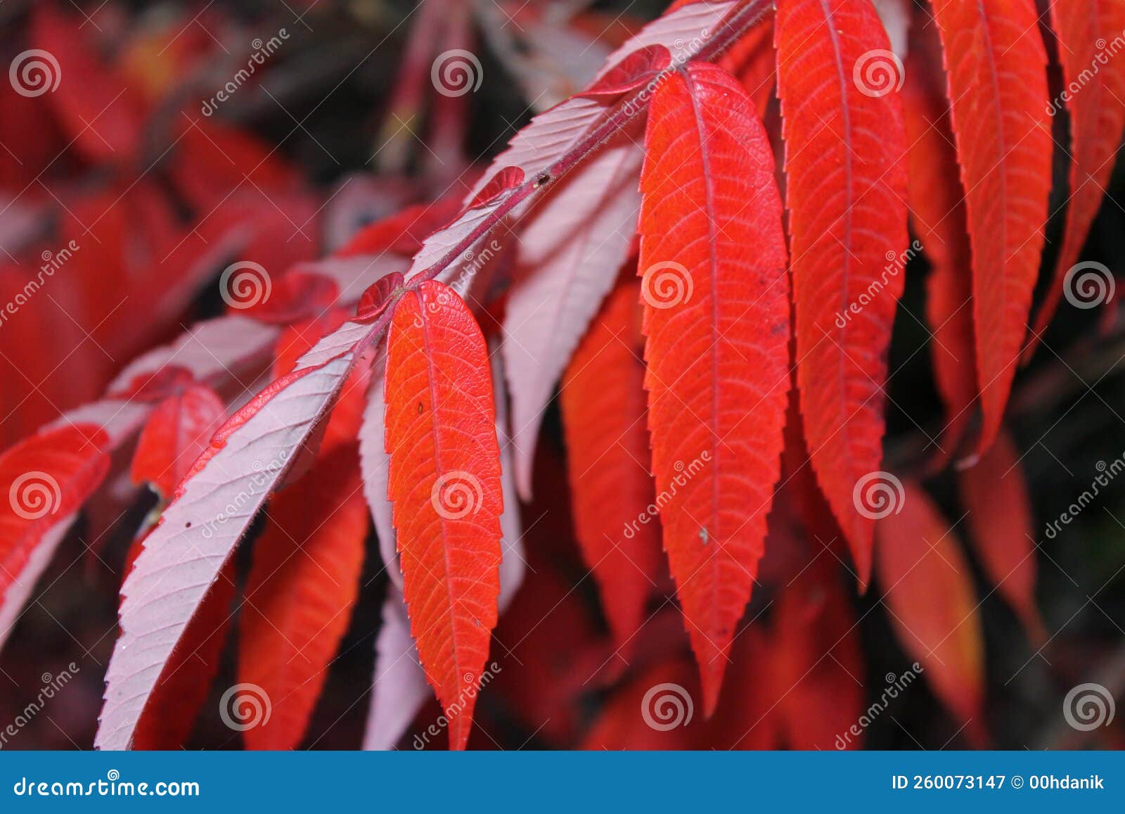 Red Leaves of a Tree Colored by Autumn Stock Image - Image of nature ...