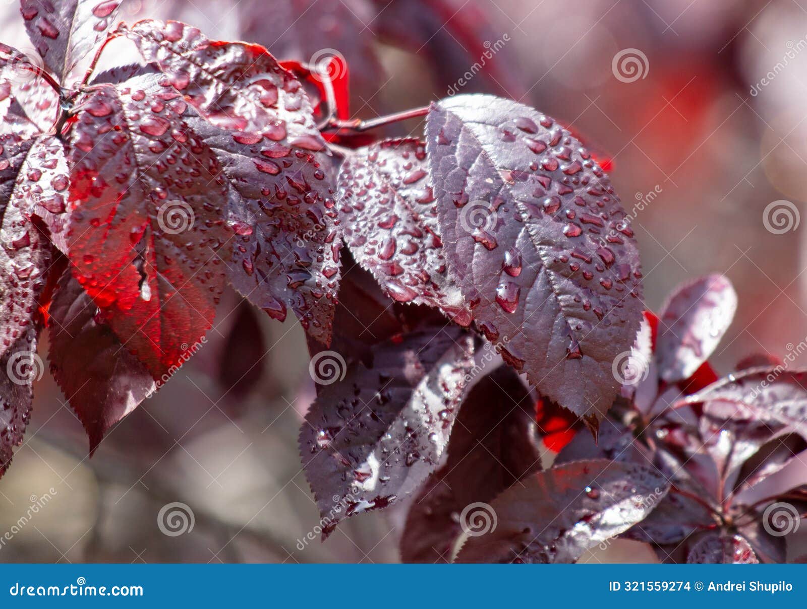 Red Leaves on a Tree in Drops of Water Stock Photo - Image of beautiful ...