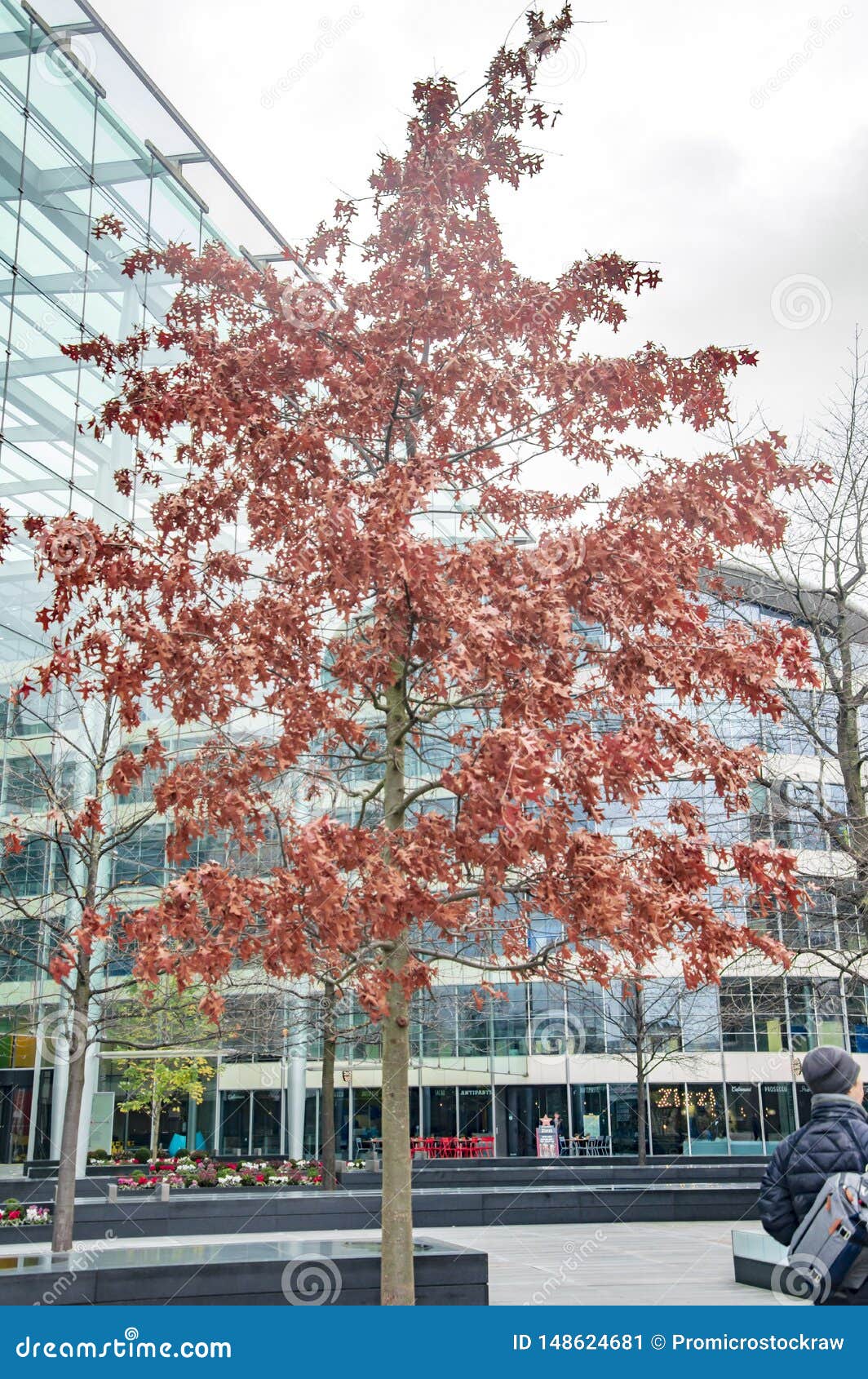 Red Leaves of Tree in London with Walking Path Editorial Photo - Image ...