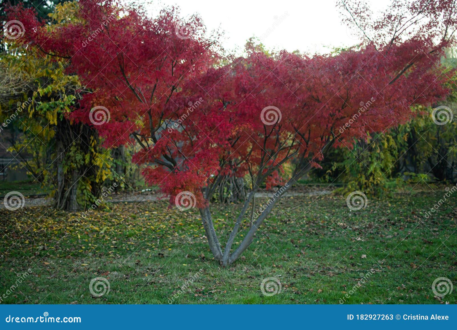 Red Leaves Tree in the Park Stock Image - Image of tree, autumn: 182927263