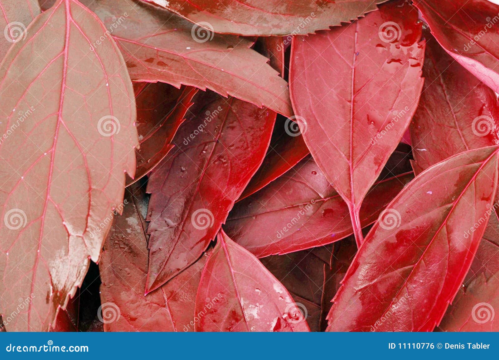 Red leaves very close up stock photo. Image of closeup - 11110776
