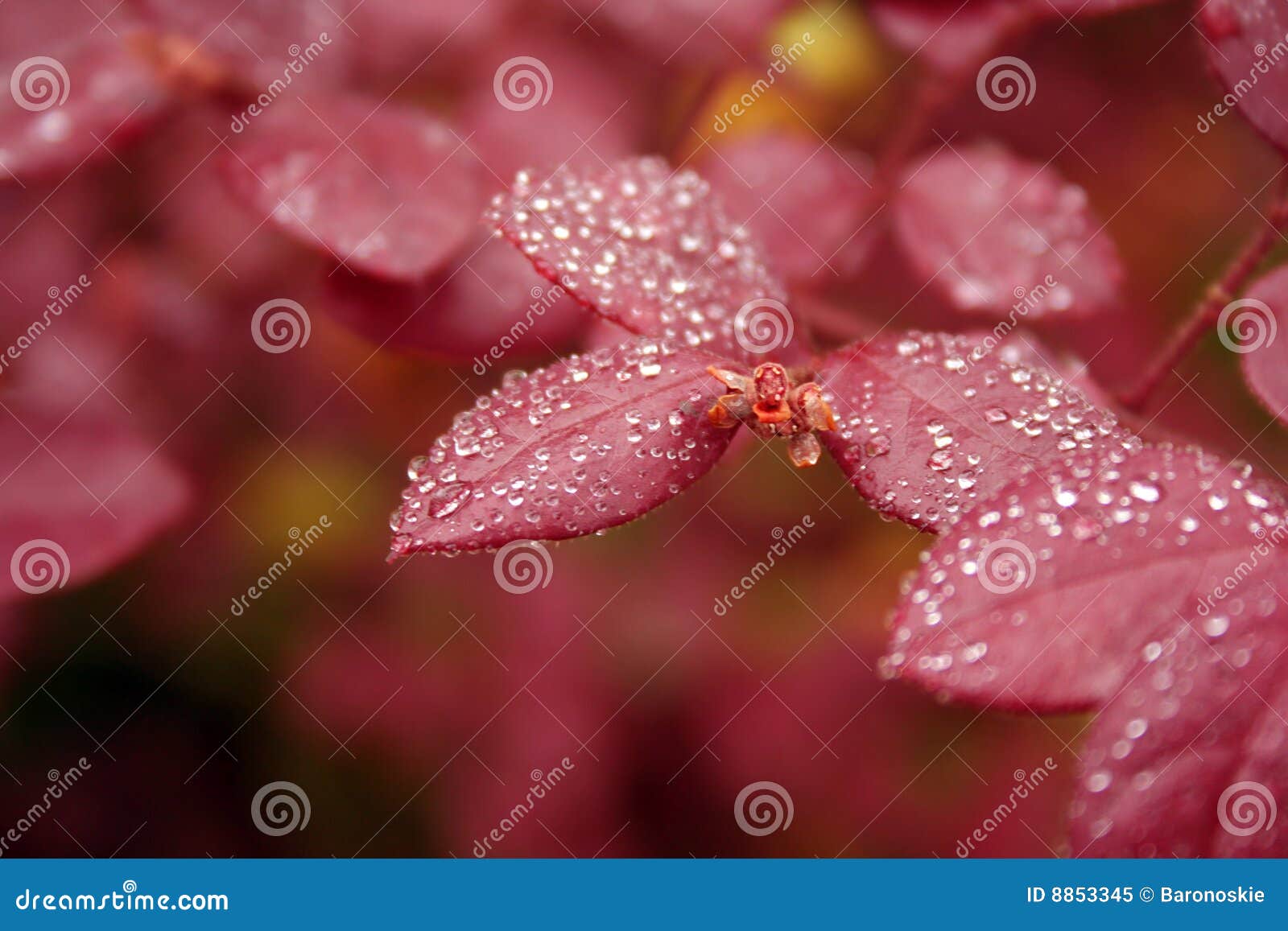 Red Leaves with Water Droplets Stock Image - Image of droplets, detail ...