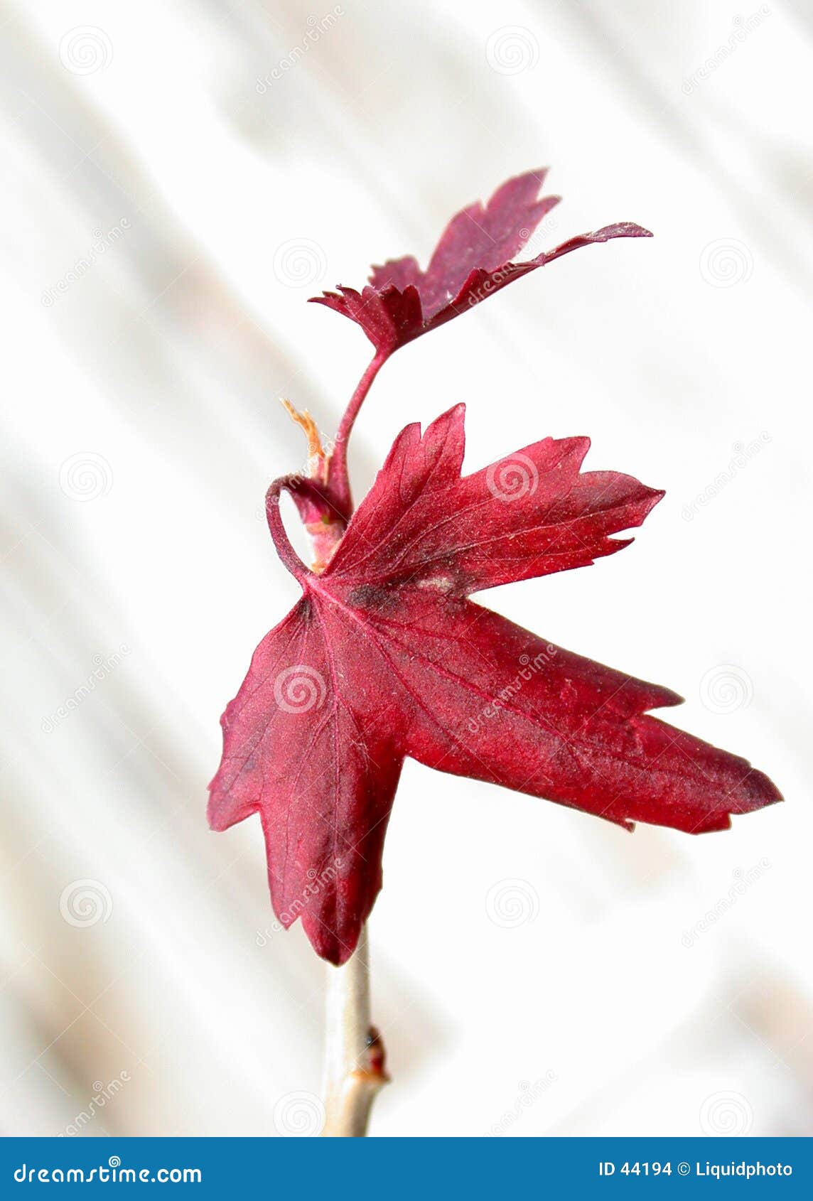 Red Leaves on White Background Stock Photo - Image of color, plant: 44194