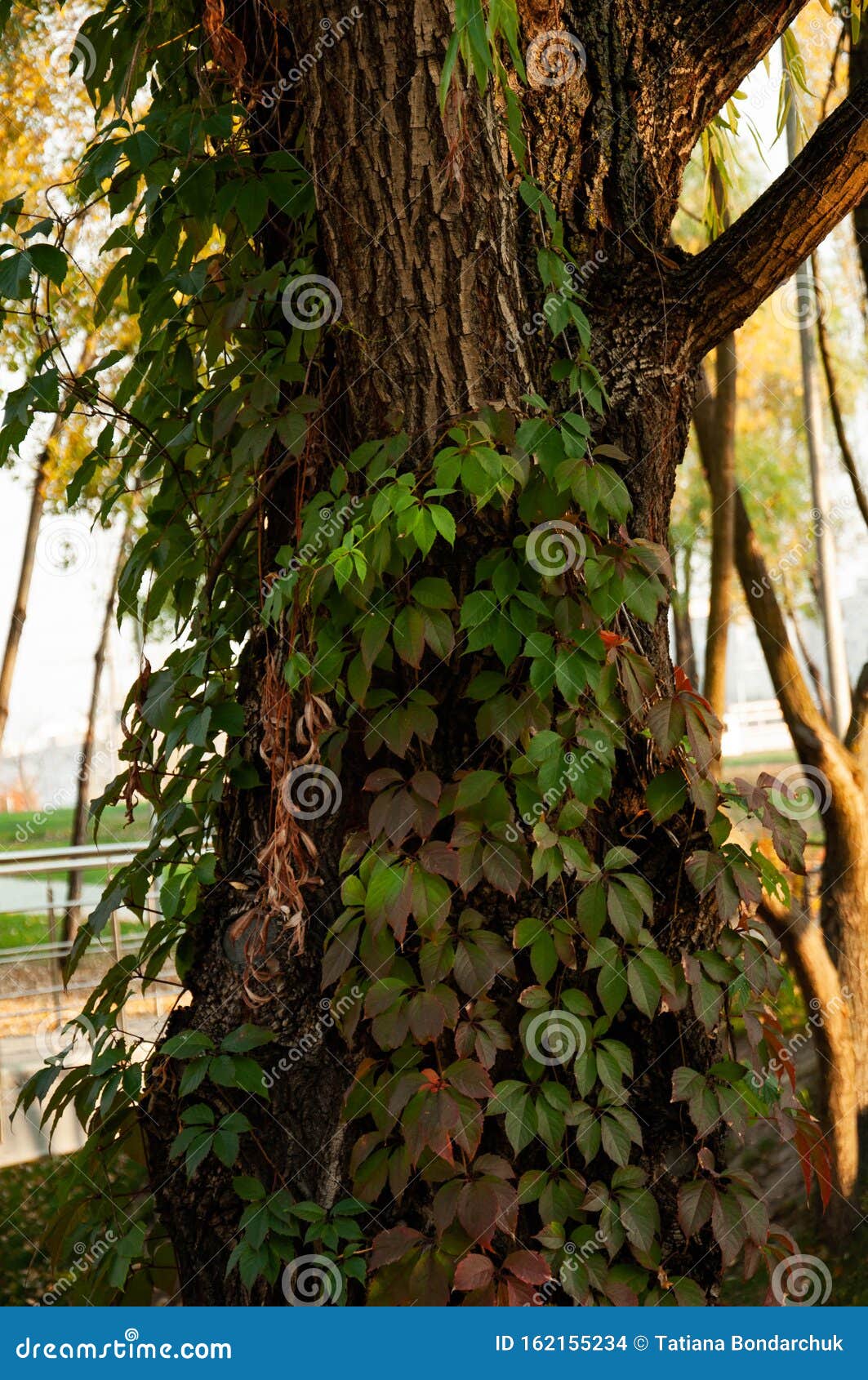 Red Leaves of Wild Grapes on a Tree Bark. Stock Photo - Image of bark ...