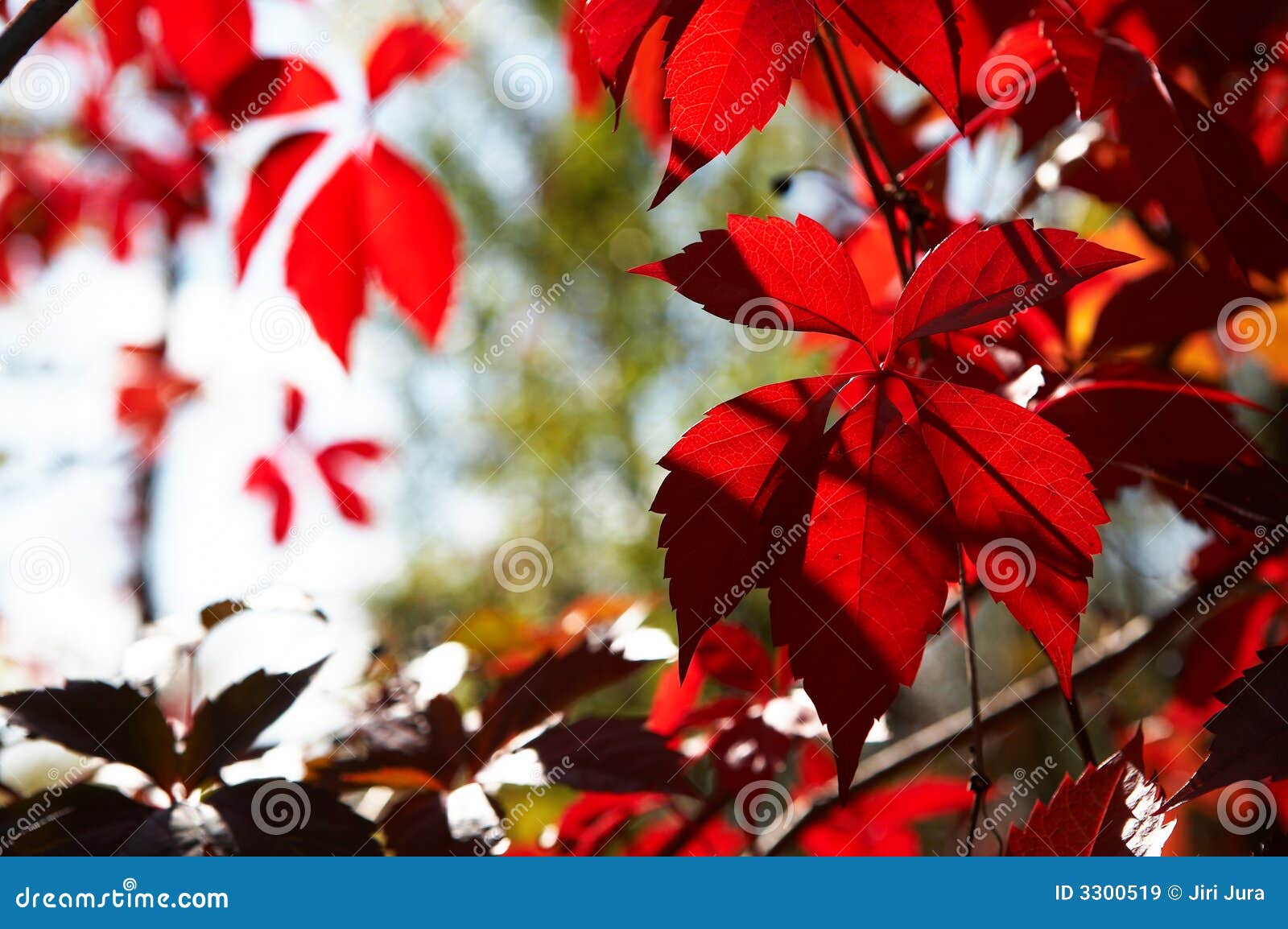 Red leaves wild vine stock image. Image of color, saturated - 3300519