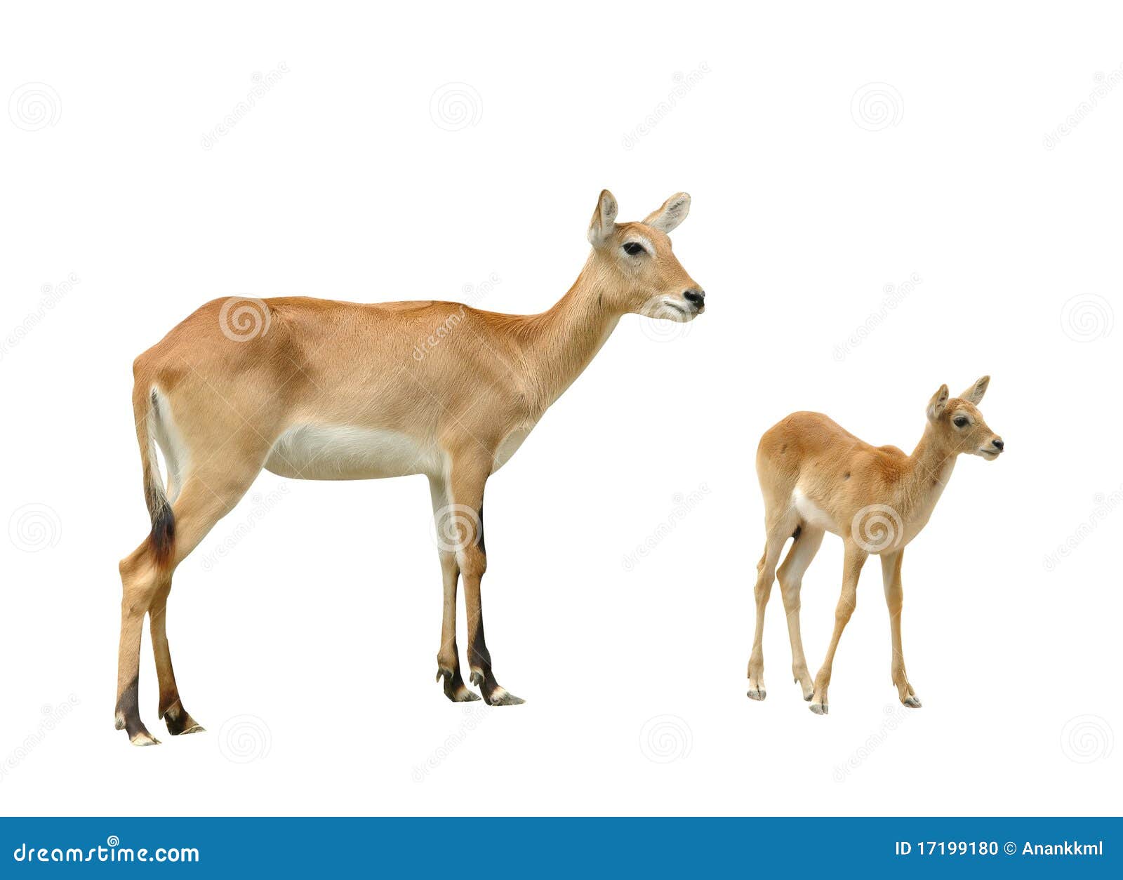 Red lechwe stock photo. Image of horizontal, isolated - 17199180