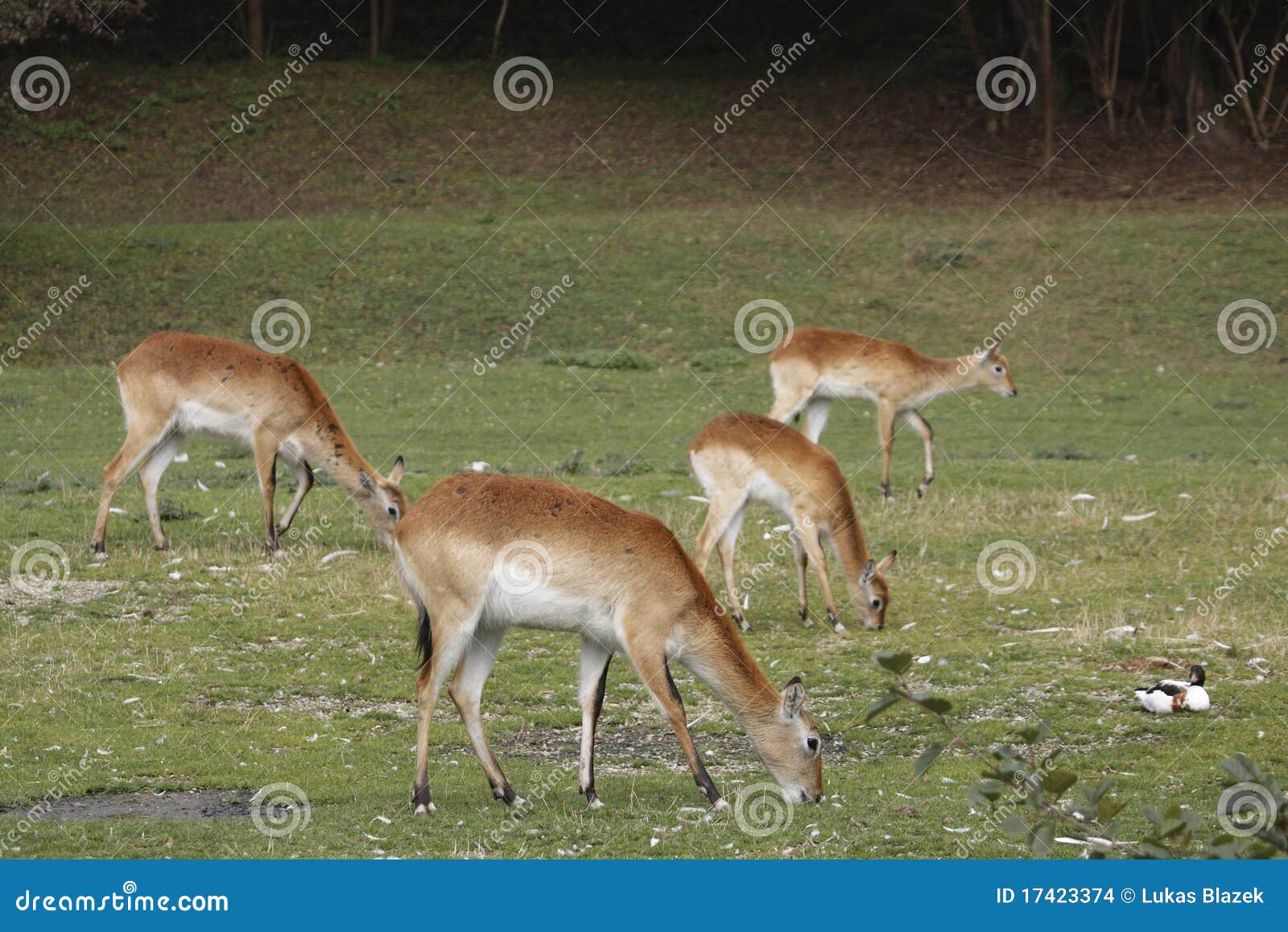 Red Lechwe stock photo. Image of animal, meadow, wildlife - 17423374