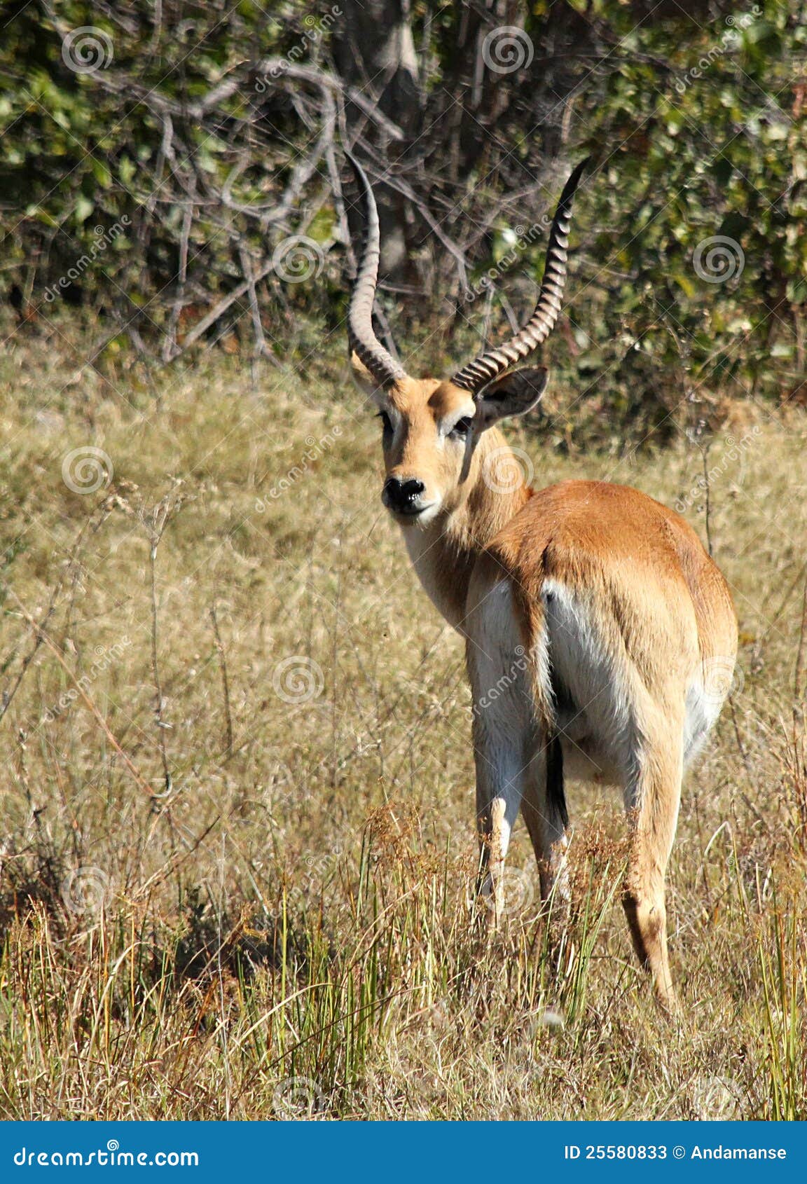 Red Lechwe stock image. Image of nature, reserve, game - 25580833