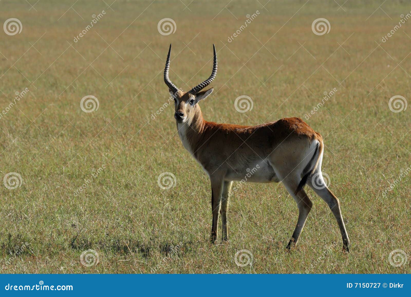 Red Lechwe stock image. Image of wilderness, lechwe, ungulate - 7150727