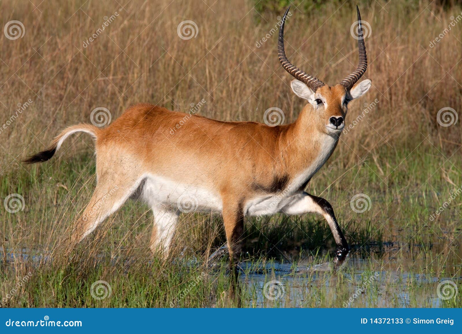 Red Lechwe Antelope stock image. Image of water, okavango - 14372133