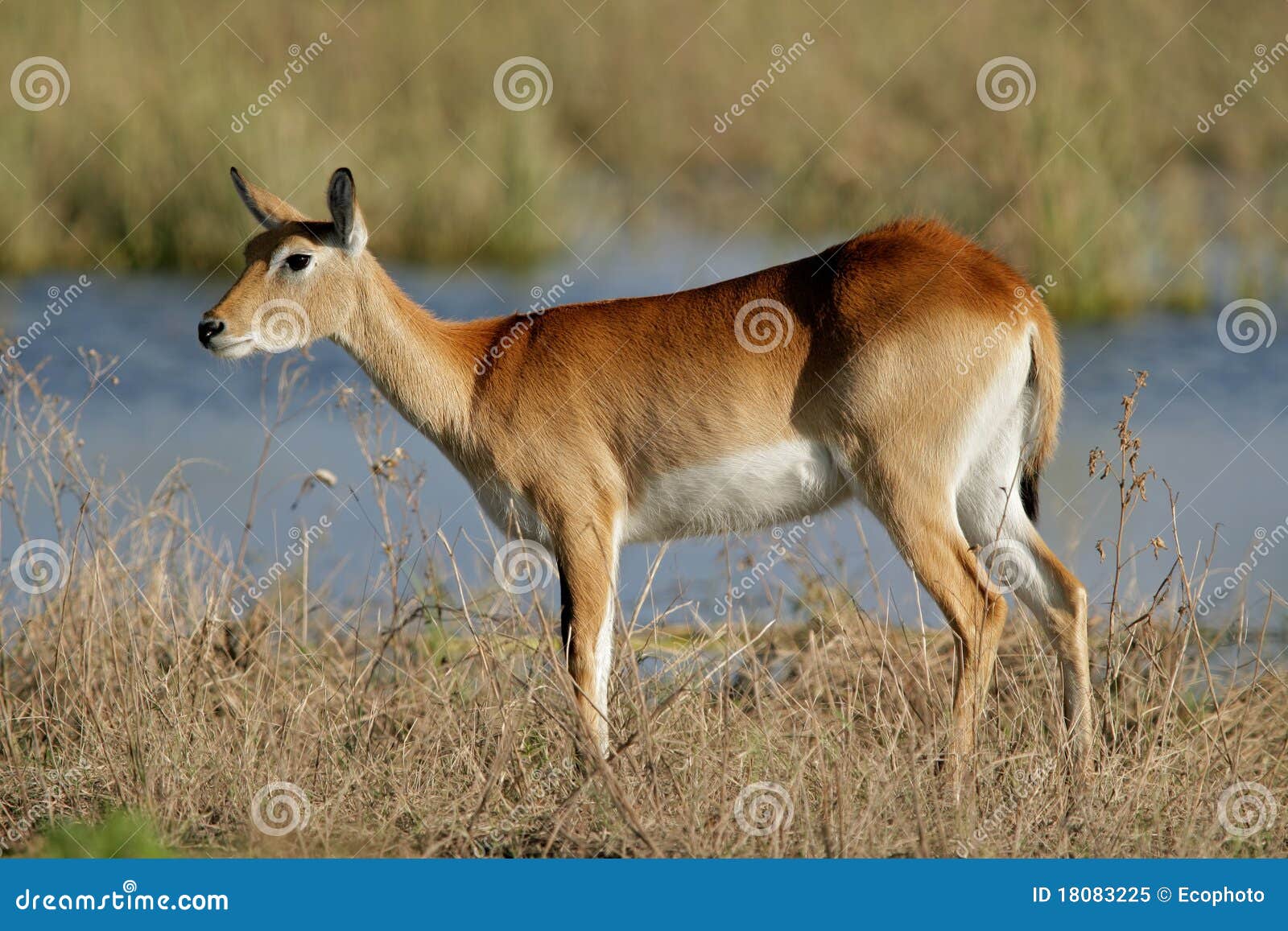 Red lechwe antelope stock image. Image of national, wildlife - 18083225