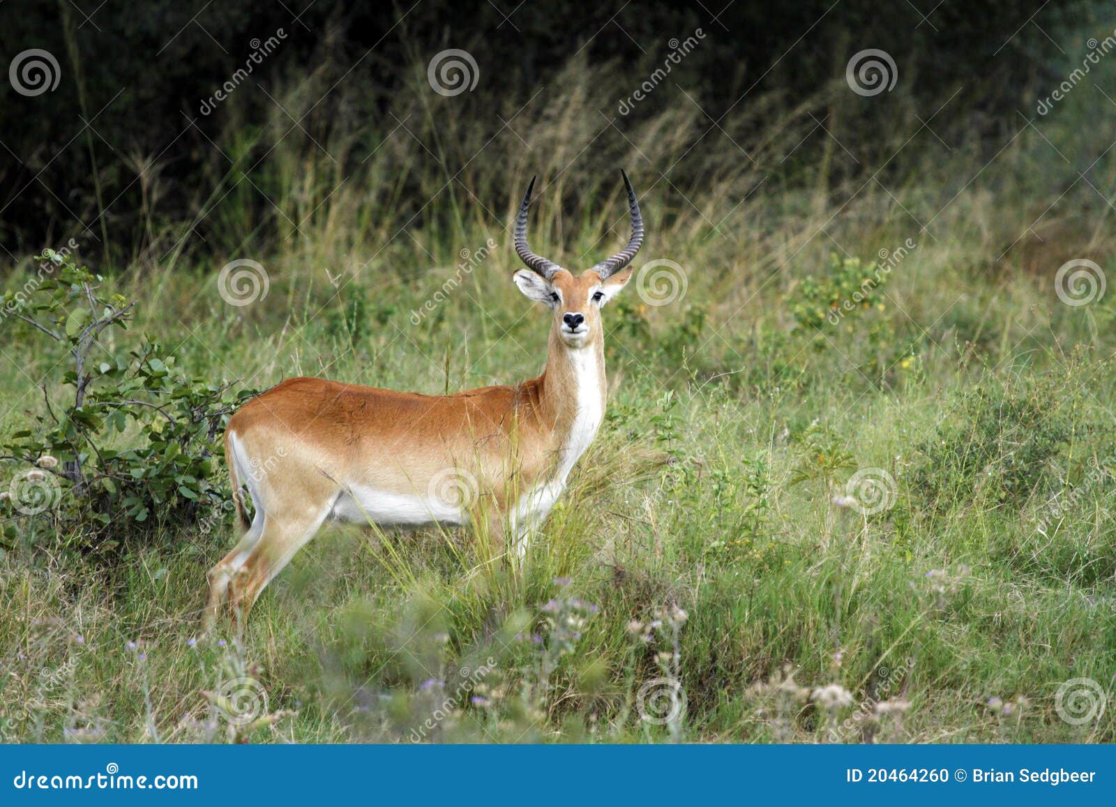 Red Lechwe Antelope stock photo. Image of herbivora, herbivore - 20464260