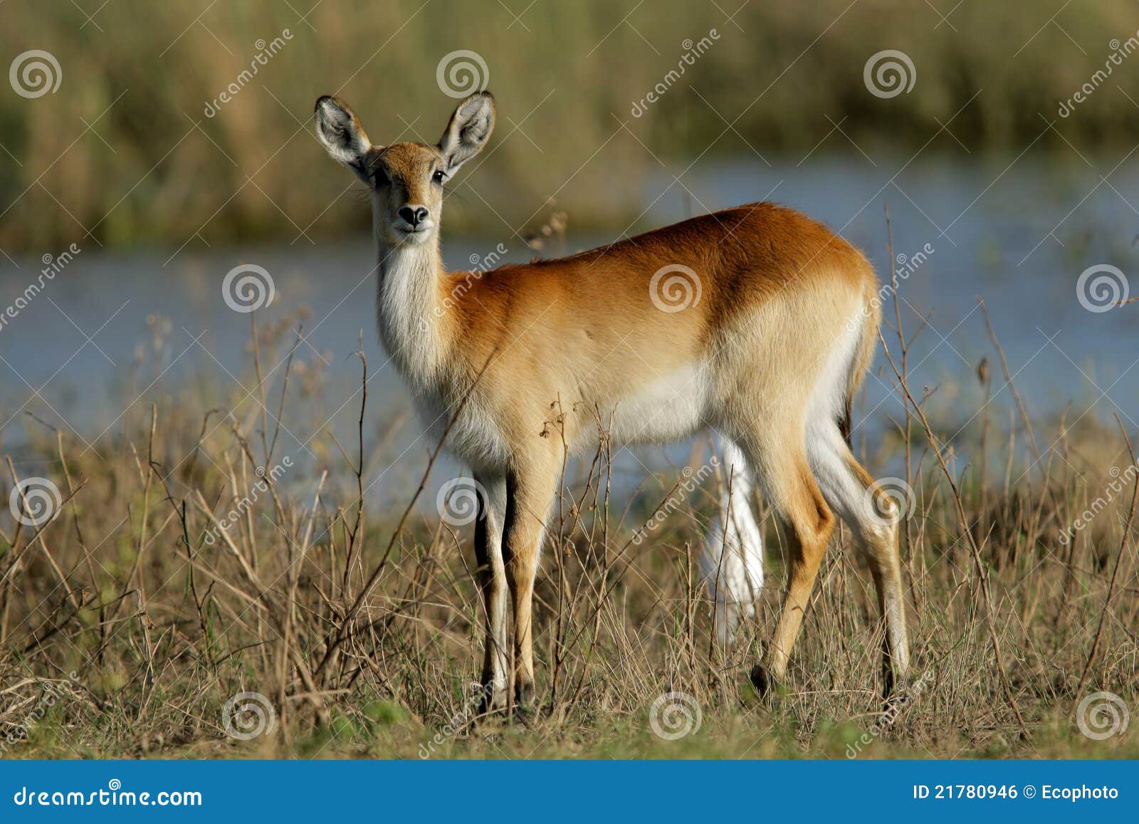Red lechwe antelope stock photo. Image of mammal, wildlife - 21780946