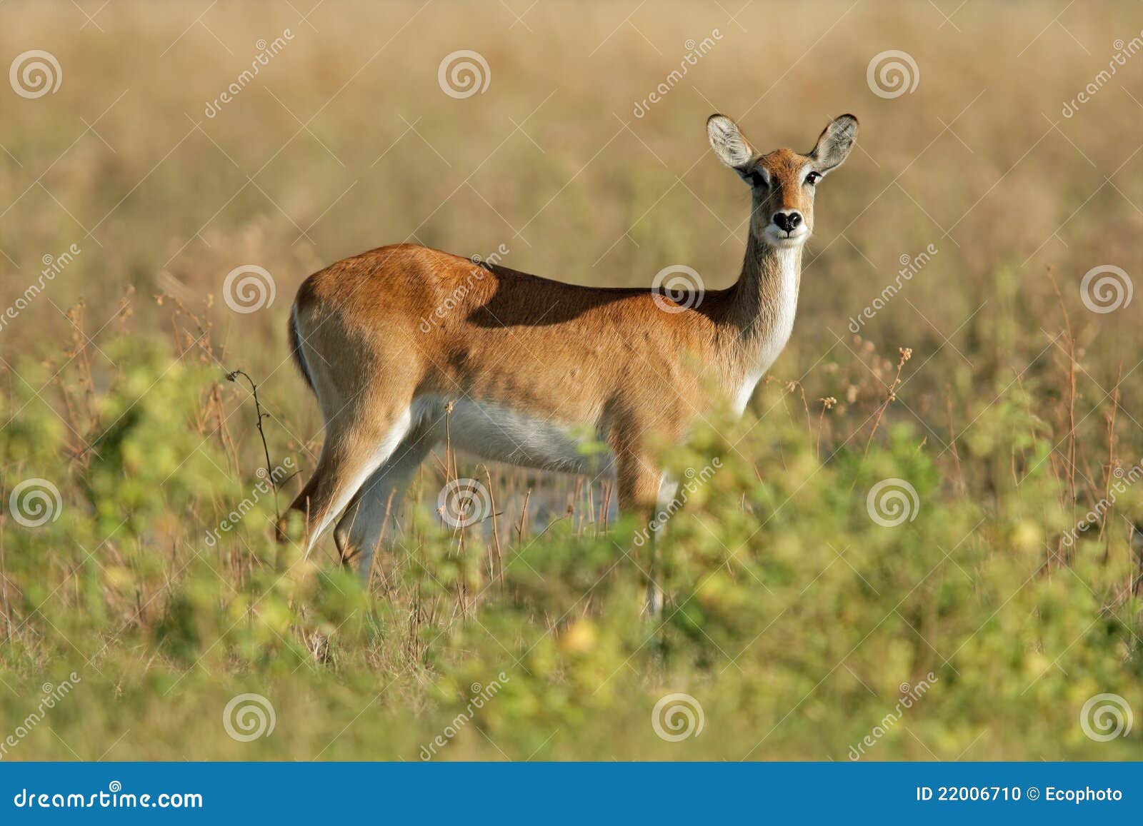 Red lechwe antelope stock photo. Image of watchful, natural - 22006710