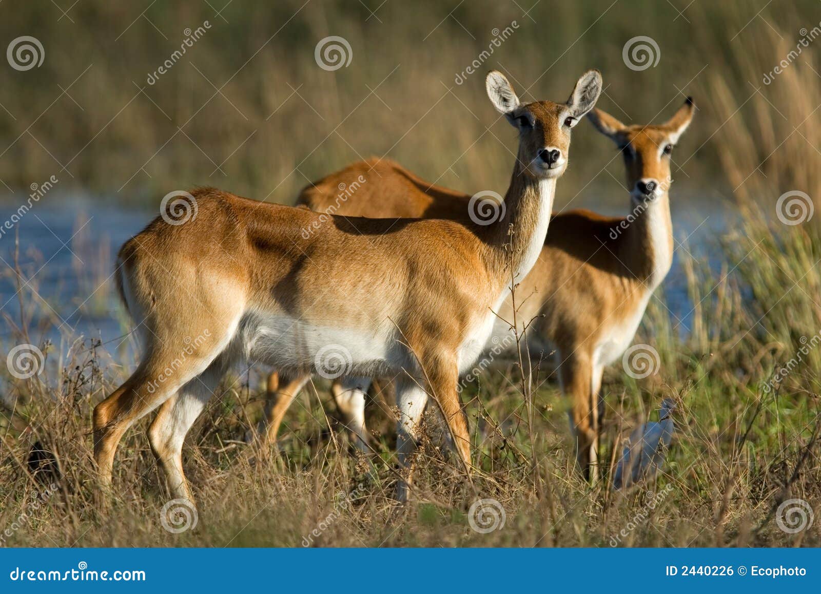Red lechwe antelope stock photo. Image of antelope, leche - 2440226